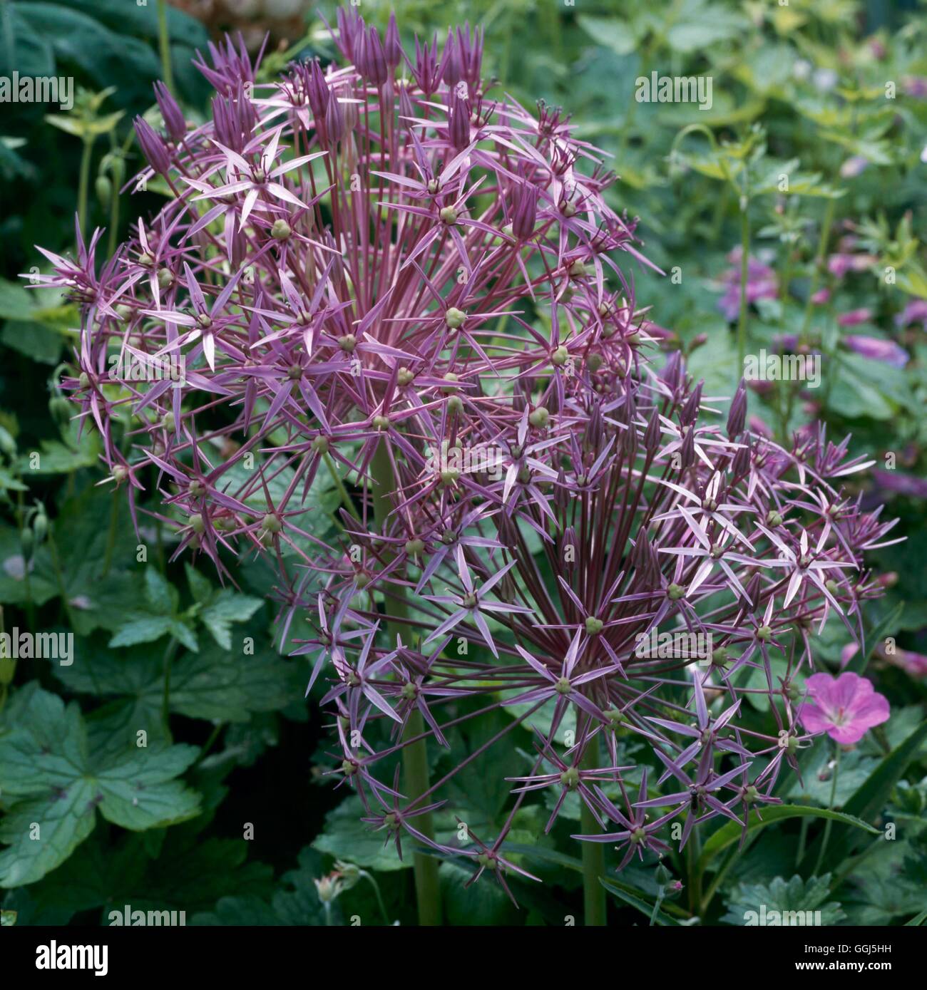 Allium christophii BUL082862 Stock Photo - Alamy