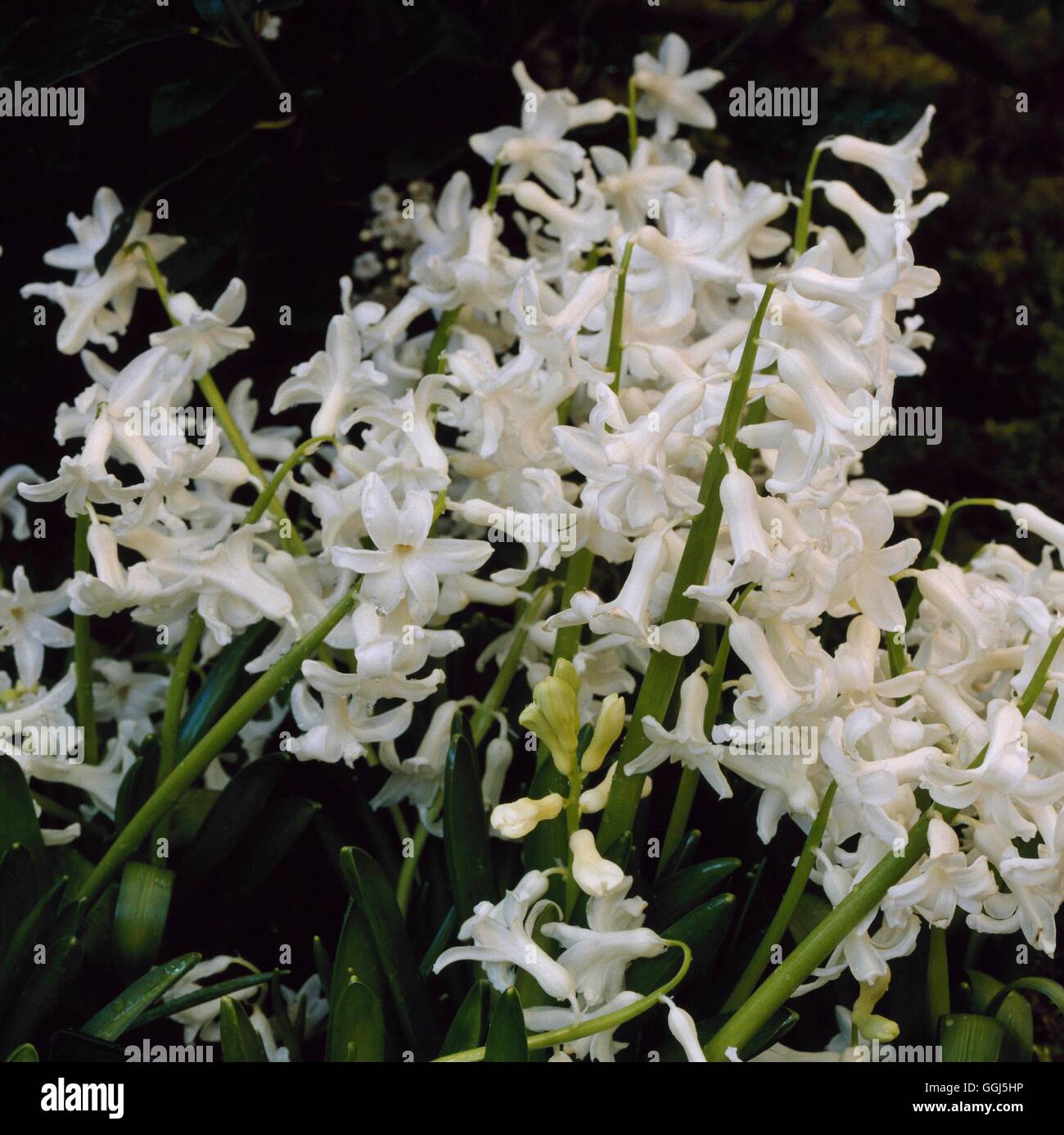 White type hi-res stock photography and images - Alamy