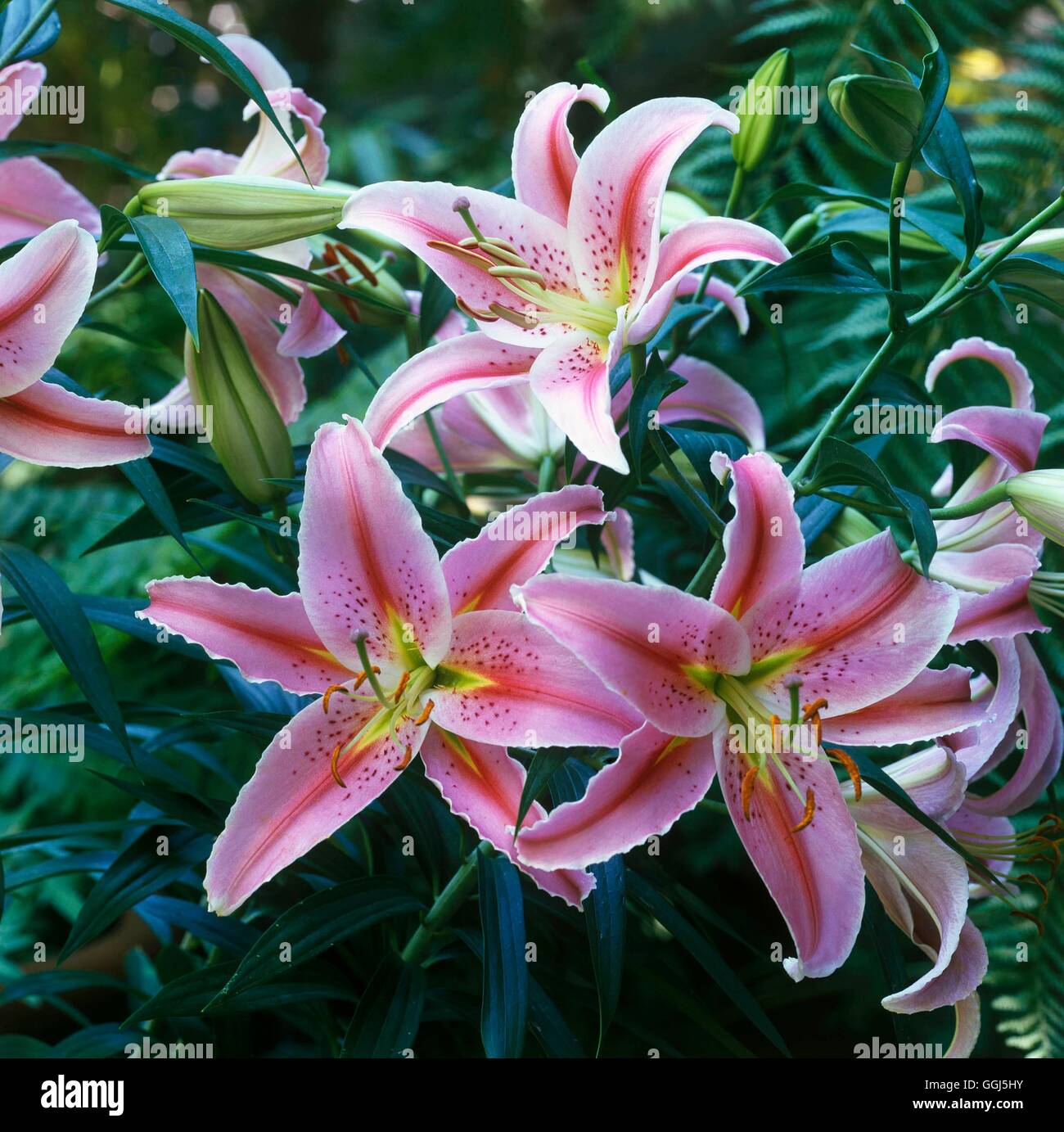 Lilium (lily) hi-res stock photography and images - Alamy