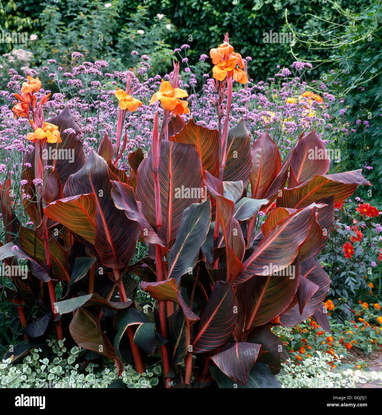 Tropicanna phasion hi-res stock photography and images - Alamy