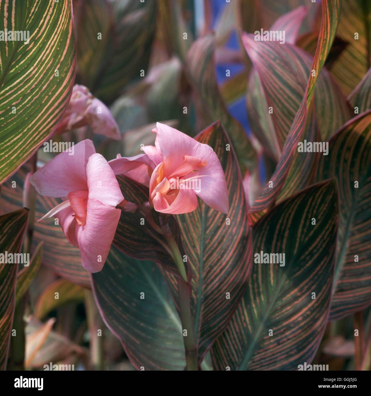 Canna - 'Pink Sunburst' BUL085962 Stock Photo - Alamy
