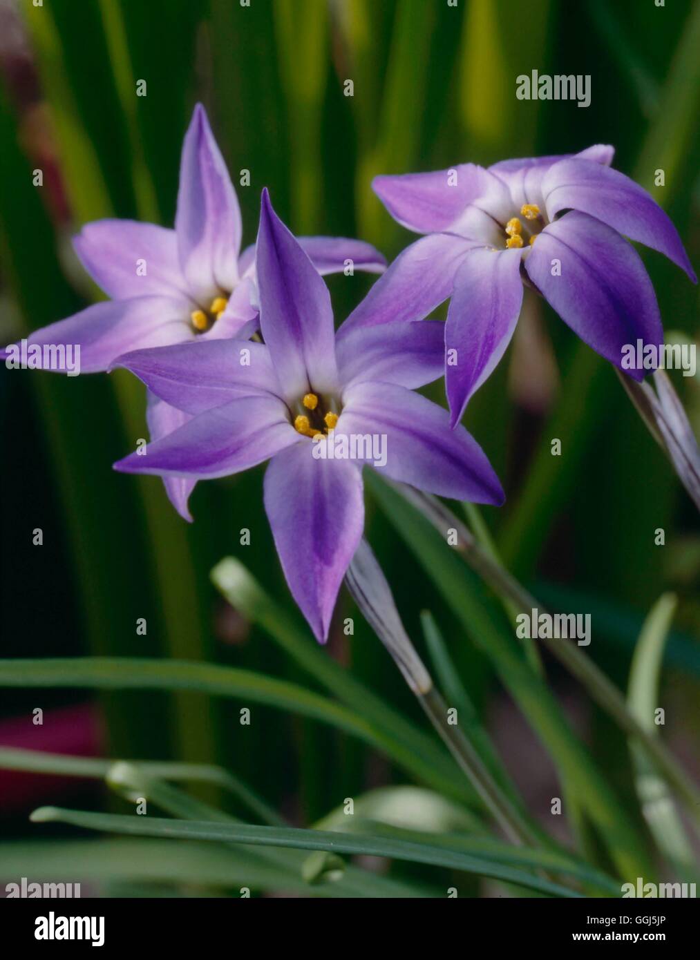 Bul086929 hi-res stock photography and images - Alamy