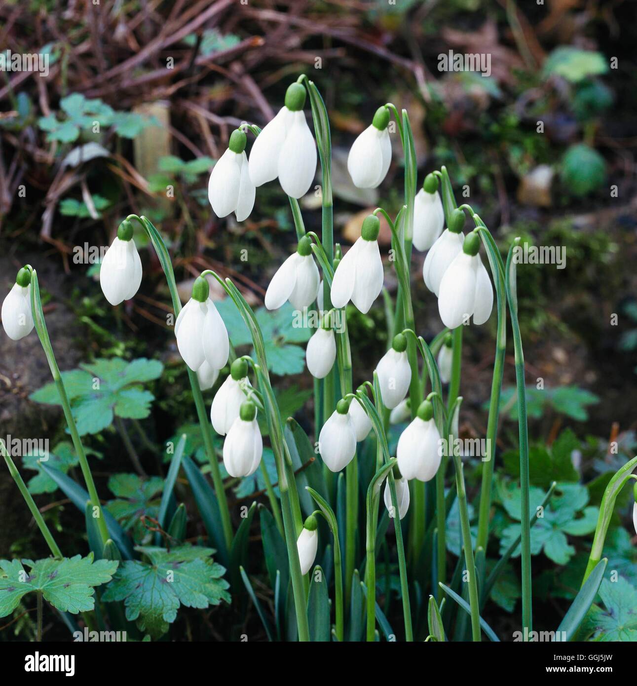 Galanthus nivalis - Snowdrop BUL087308 Stock Photo - Alamy