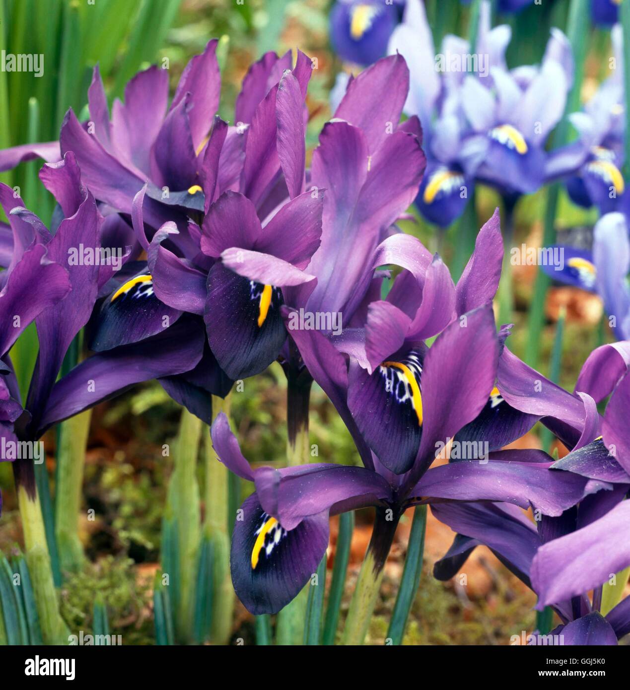 Iris - `George' (Reticulata) BUL087517 Stock Photo - Alamy