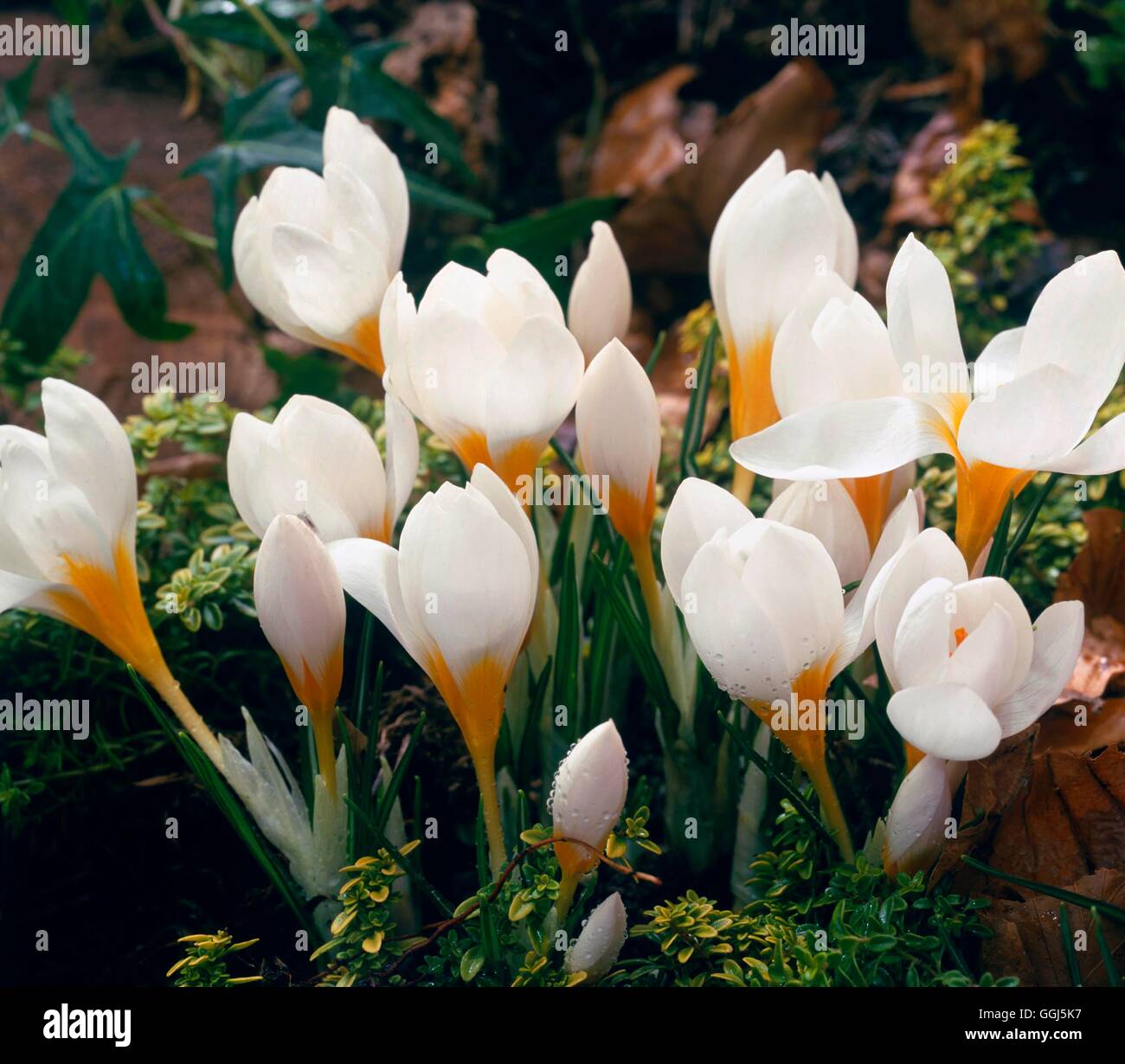 Albus crocus hi-res stock photography and images - Alamy