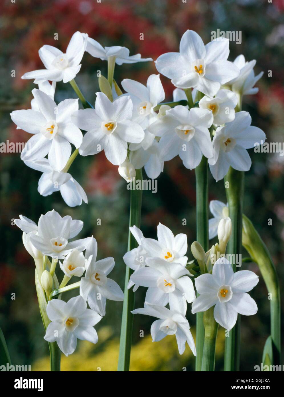 Narcissuspaperwhitegrandiflora hi-res stock photography and images - Alamy