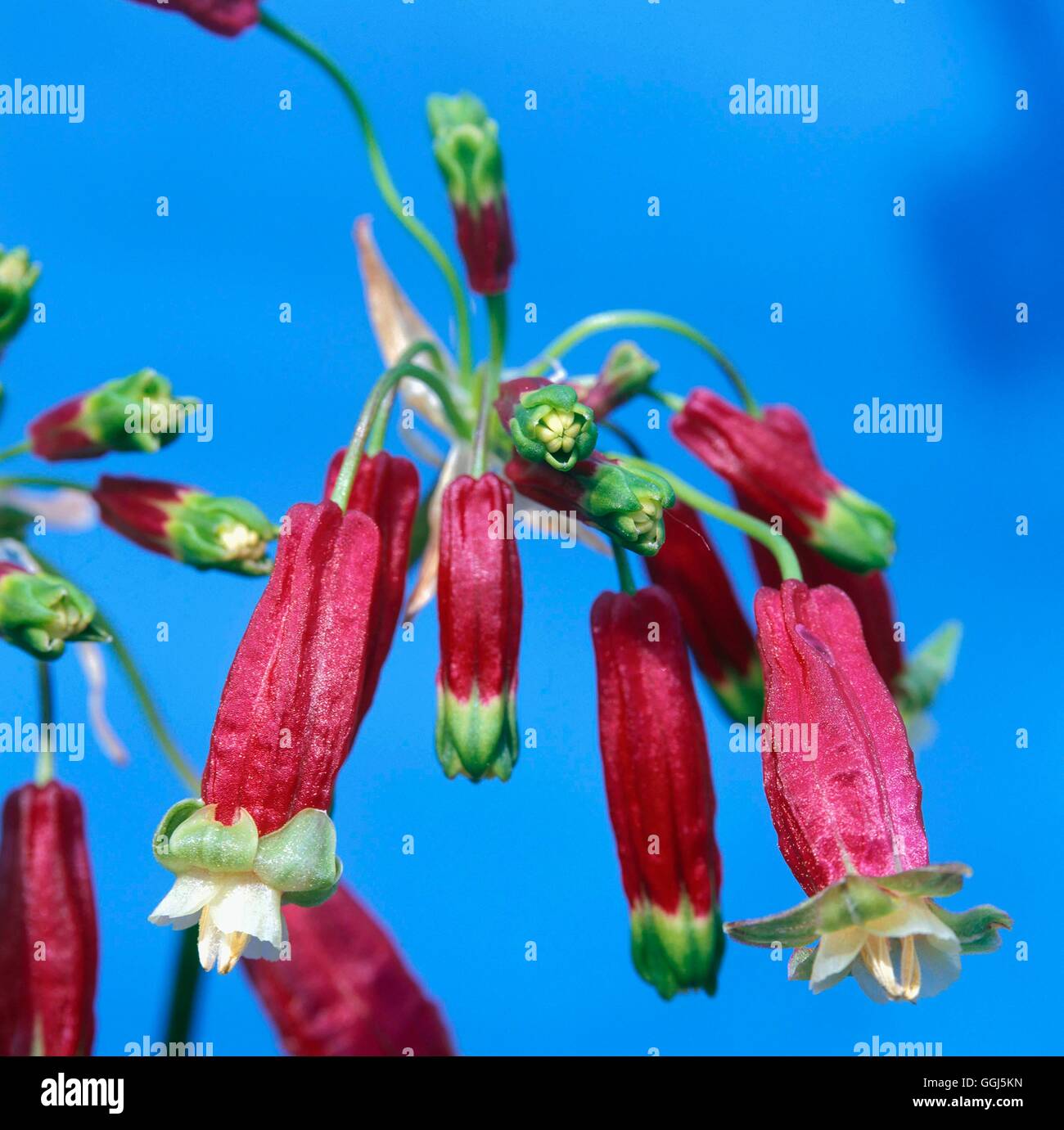 Ida maia hi-res stock photography and images - Alamy