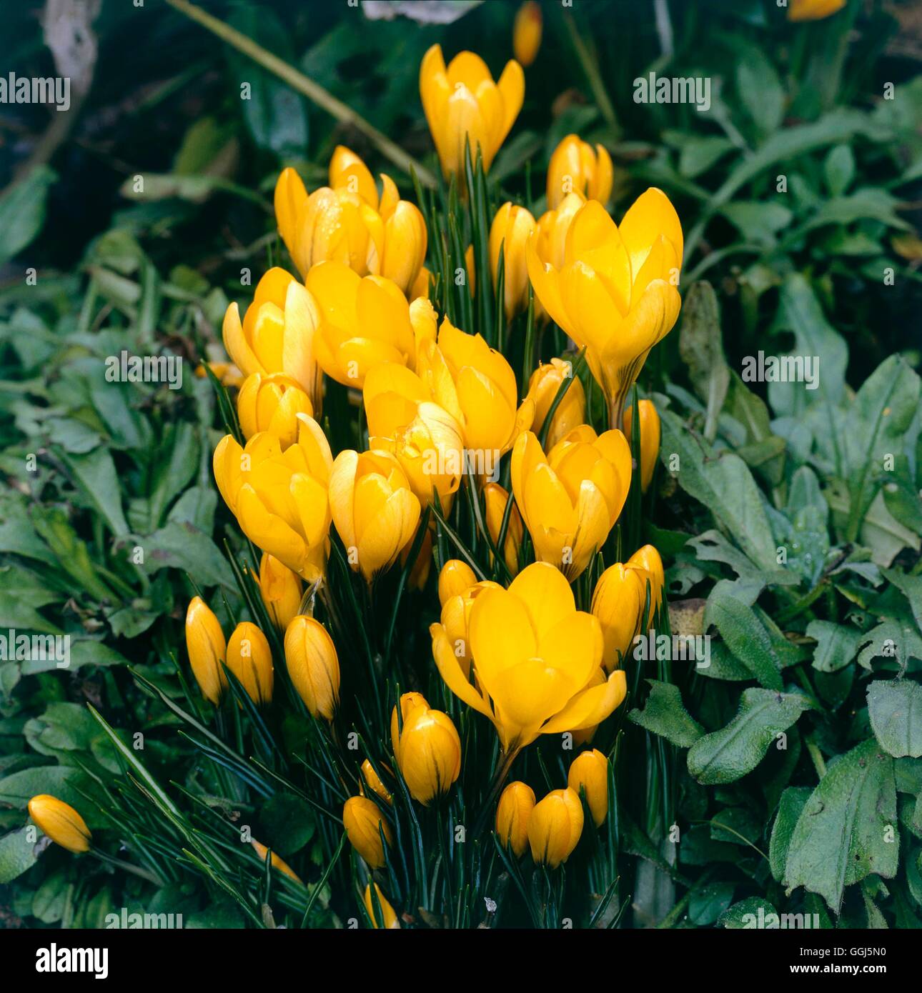 Crocus chrysanthus crocus hi-res stock photography and images - Alamy