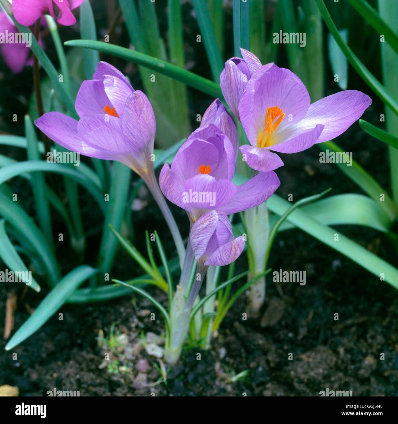Crocus etruscus AGM BUL093243 Stock Photo - Alamy