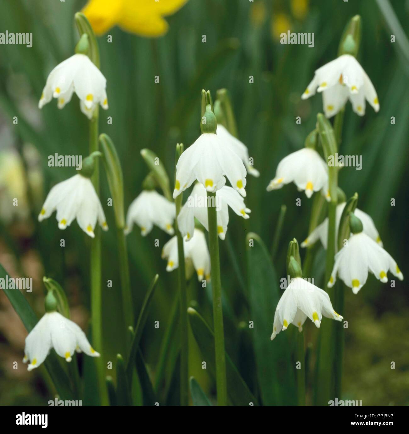 Leucojum vernum AGM BUL093363 Stock Photo - Alamy