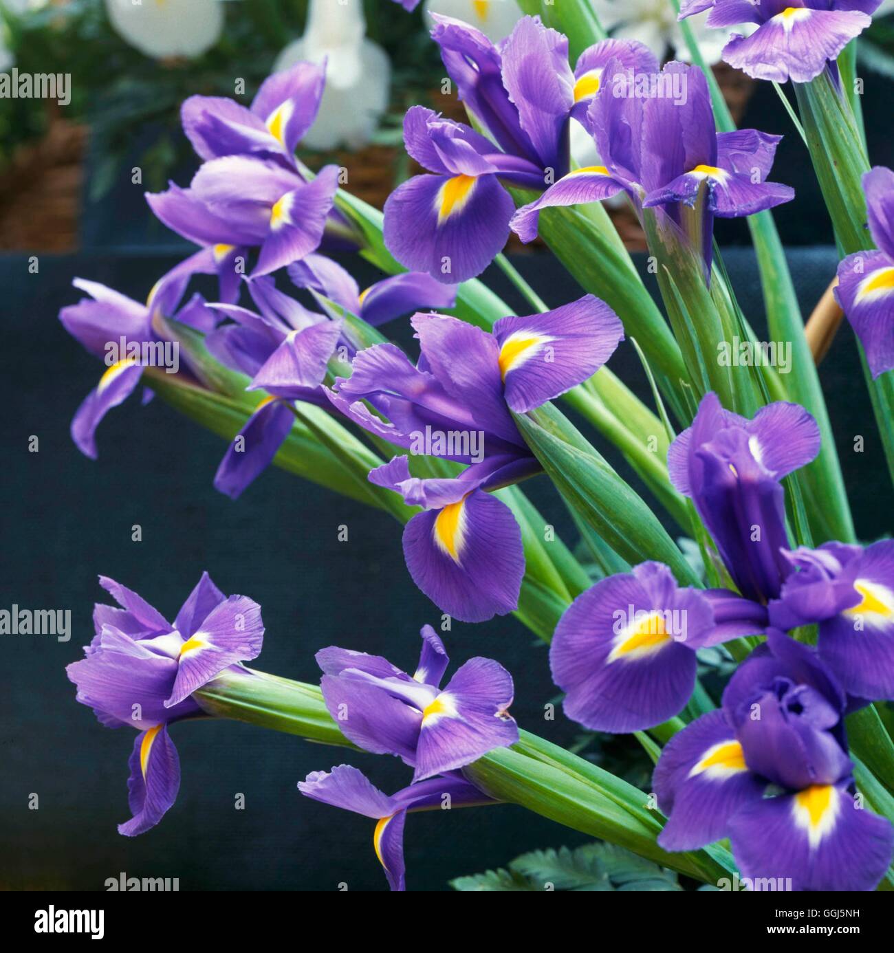 Blue magic iris hi-res stock photography and images - Alamy
