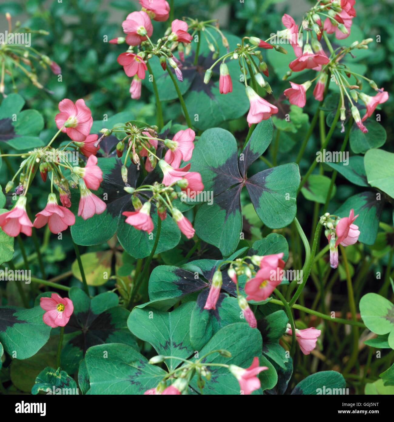 Oxalis tetraphylla BUL096500 Stock Photo - Alamy
