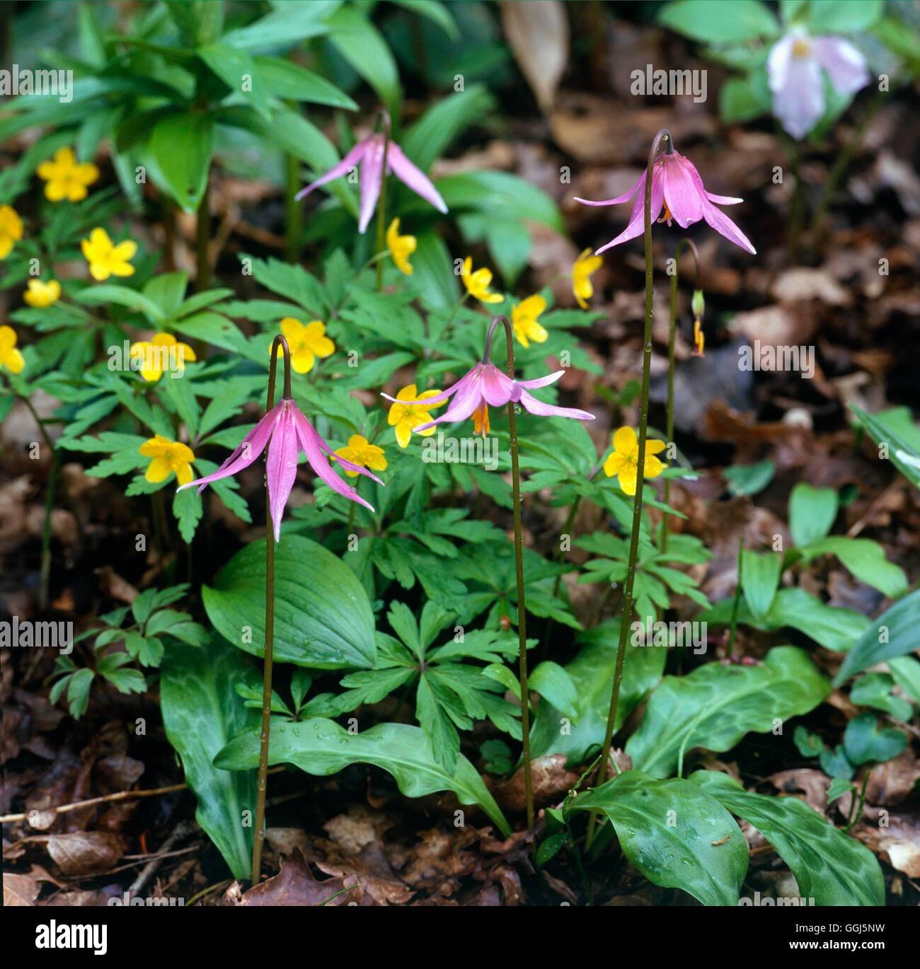 Erythronium japonicum hi-res stock photography and images - Alamy