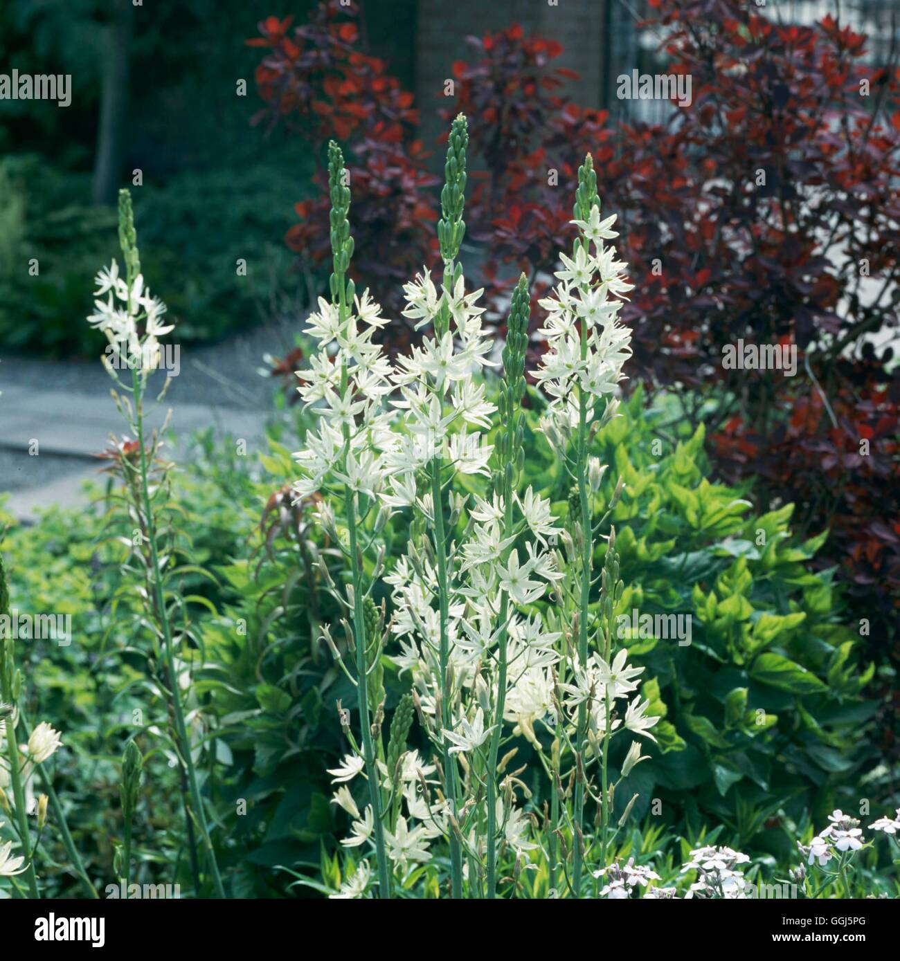Camassia leichtlinii hi-res stock photography and images - Alamy