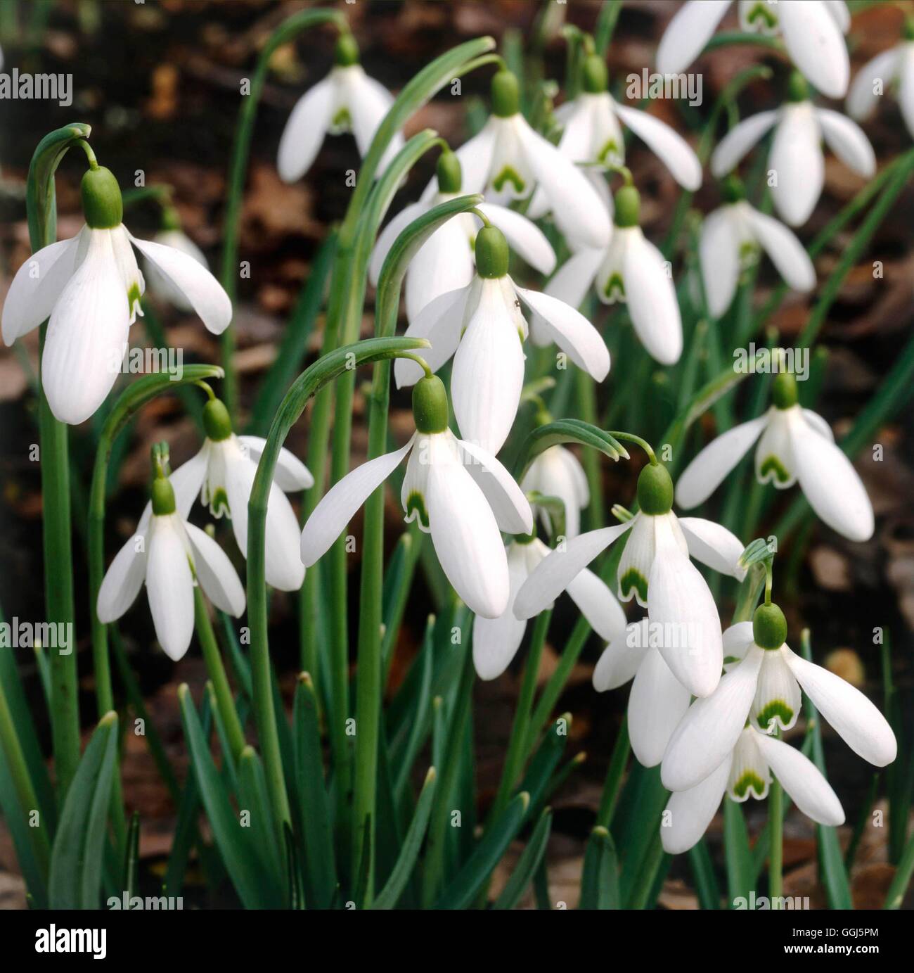 Galanthus agm hi-res stock photography and images - Alamy