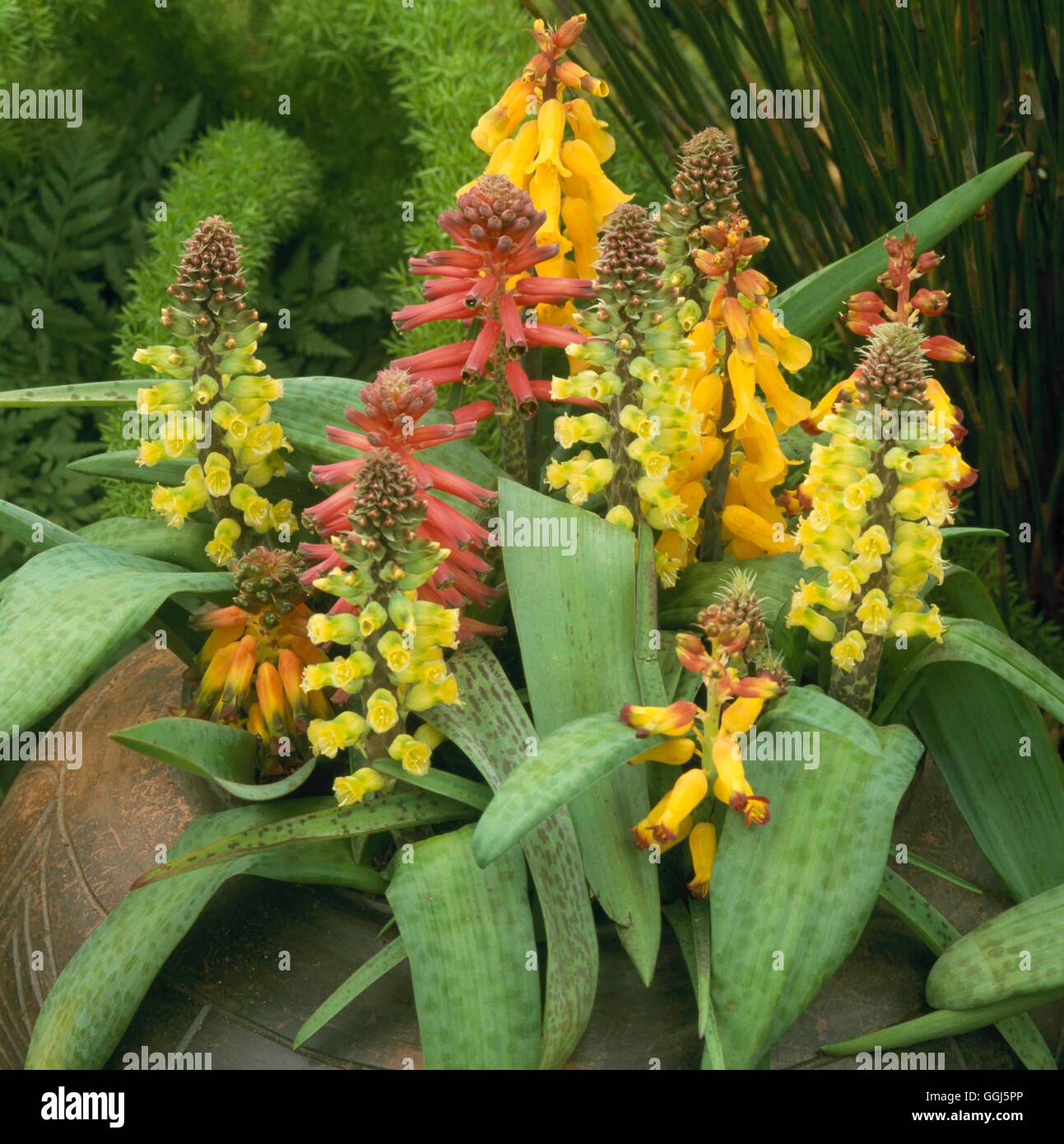 Lachenalia - mixed BUL099666 Stock Photo - Alamy
