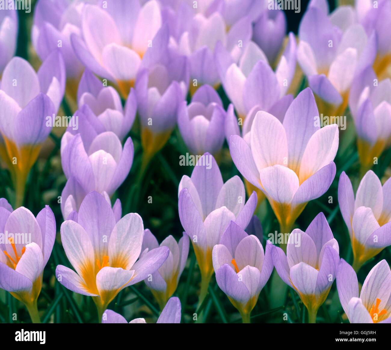 Crocus sieberi - `Firefly' BUL101023 Stock Photo - Alamy