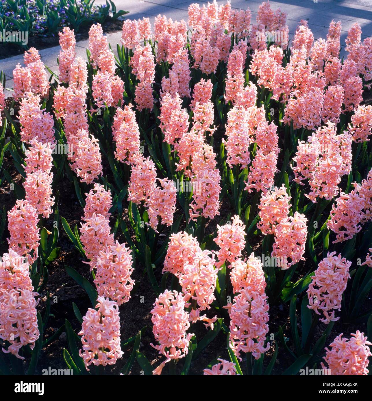 Gypsy Queen Stock Photos & Gypsy Queen Stock Images - Alamy