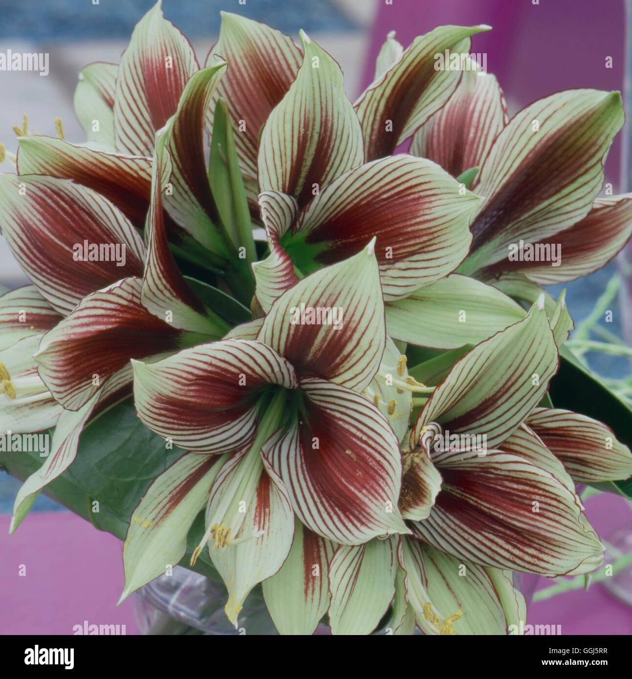Hippeastrum papilio hi-res stock photography and images - Alamy