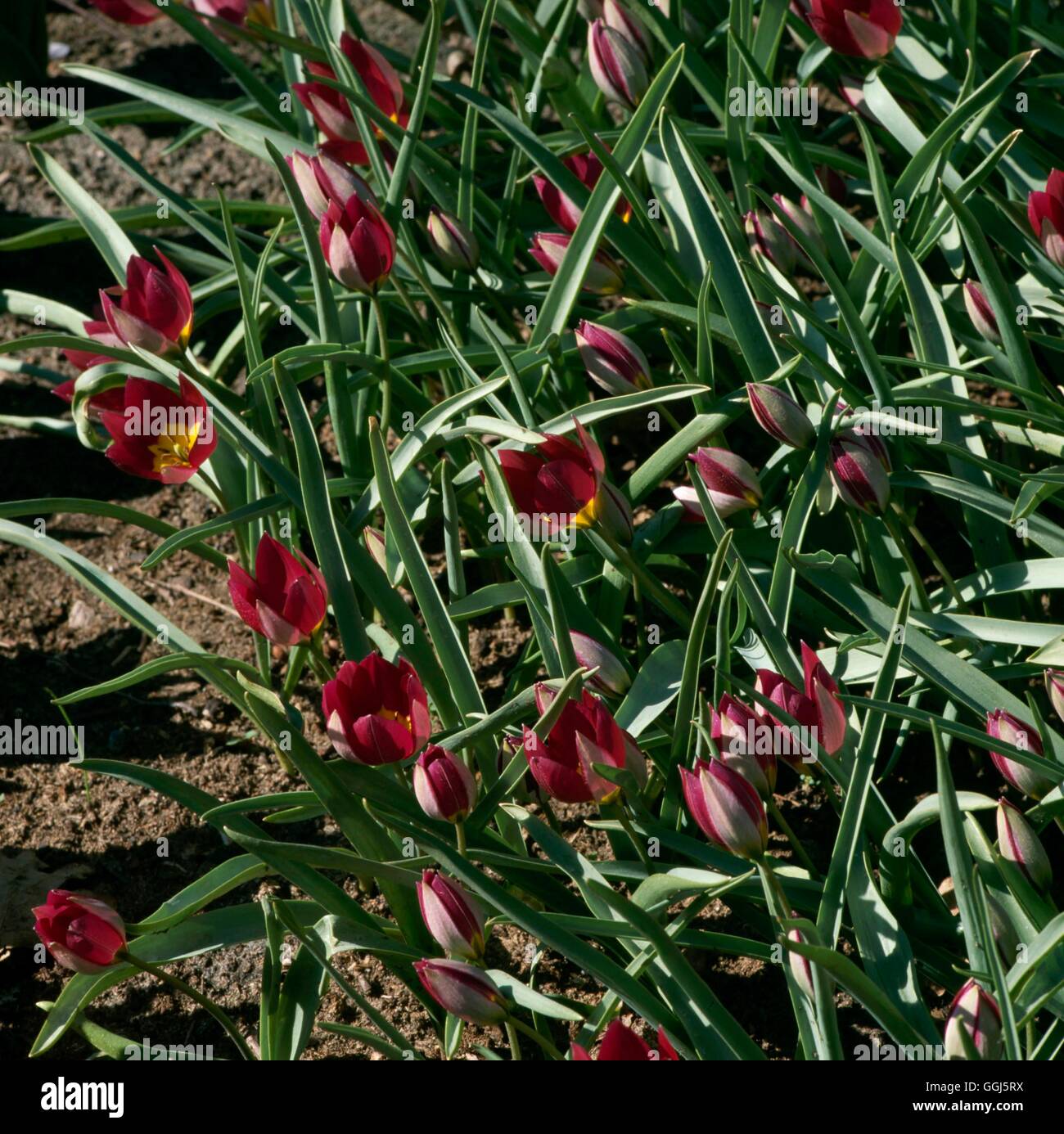 Tulipa humilis - `Persian Pearl' BUL101180 Stock Photo - Alamy
