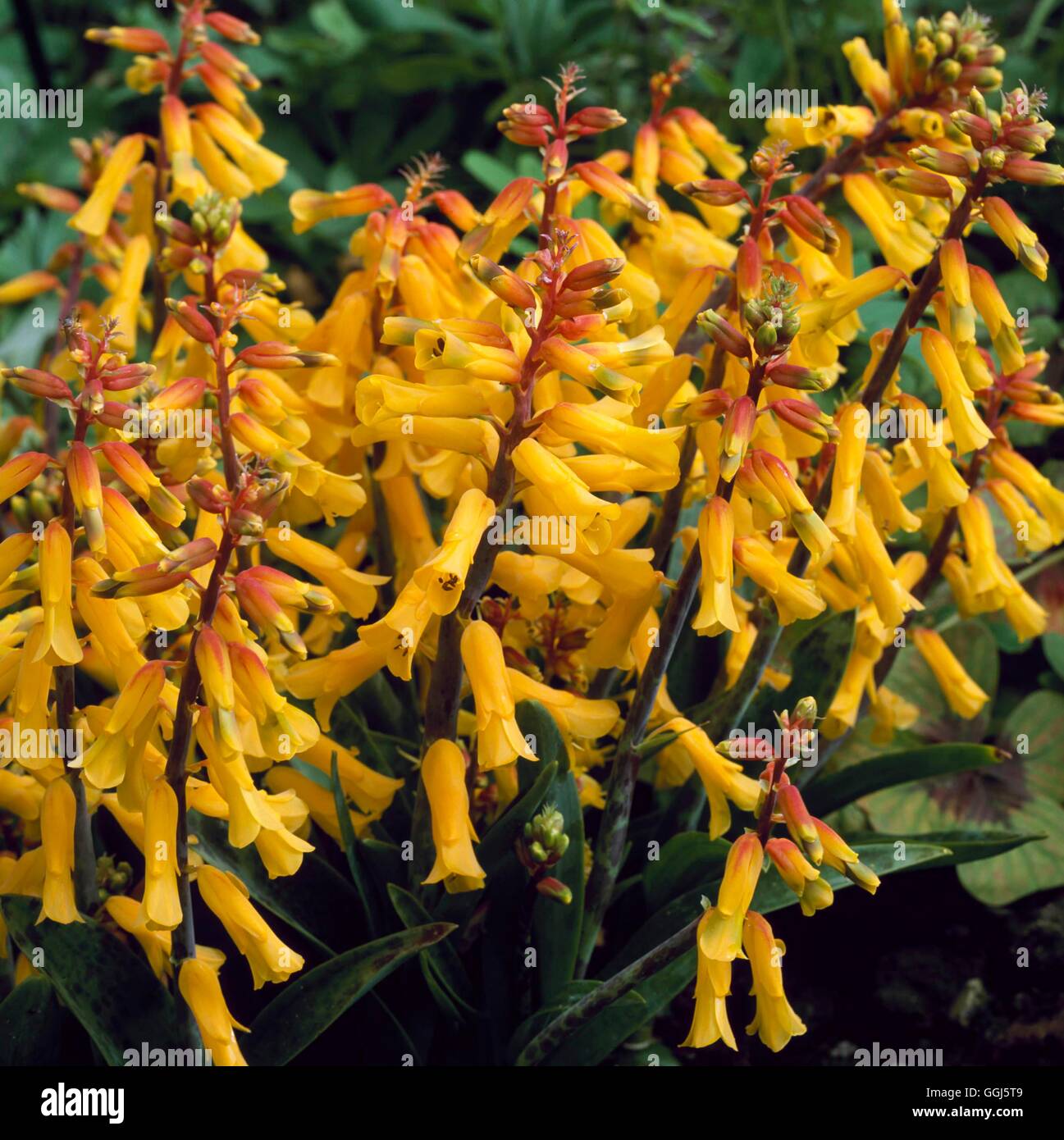 Lachenalia - 'Romelia' BUL103382 Stock Photo - Alamy