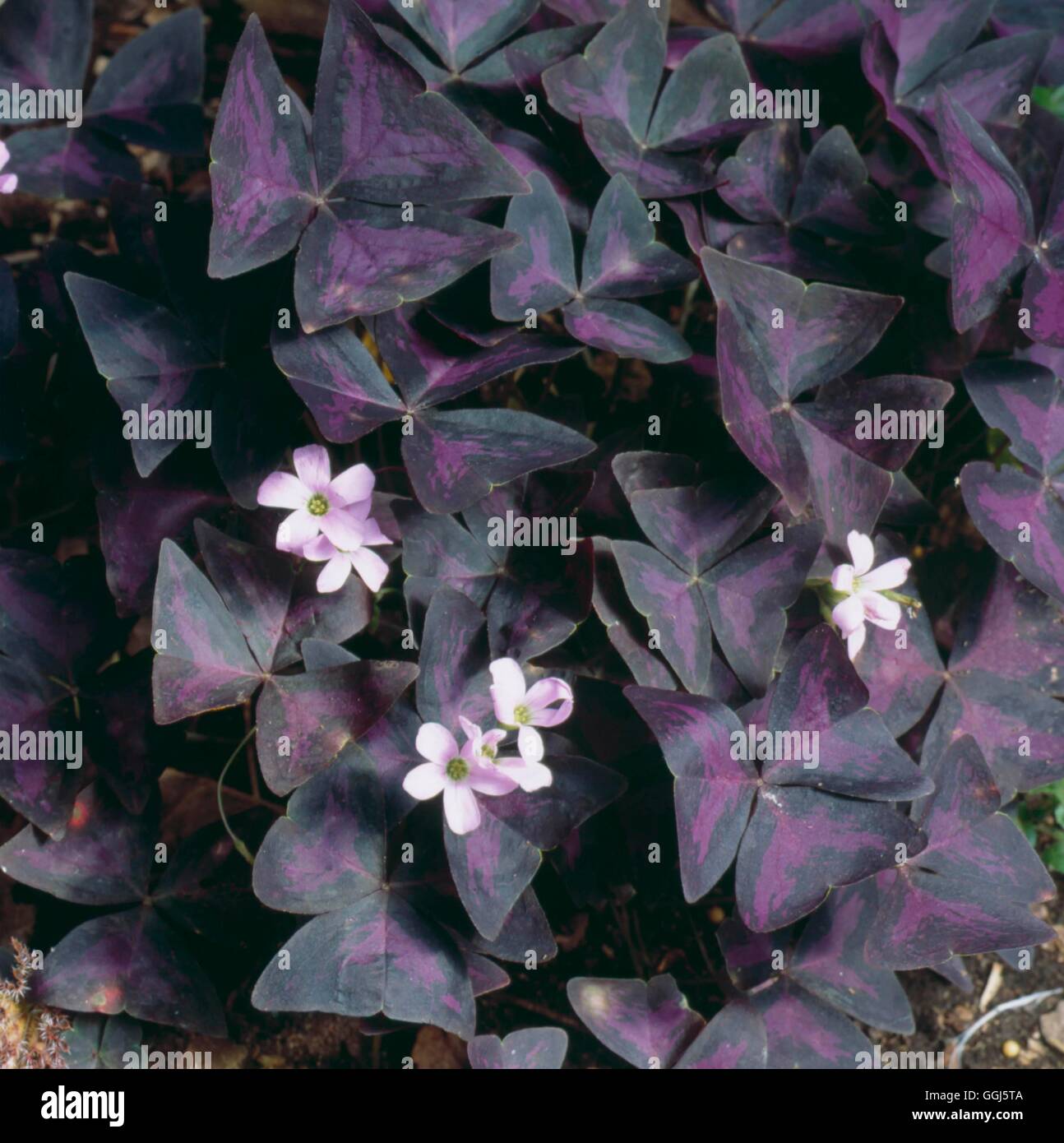 White oxalis hi-res stock photography and images - Alamy