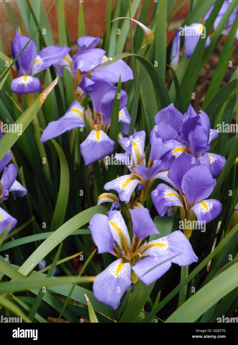 Iris lazica AGM BUL105555 Stock Photo - Alamy