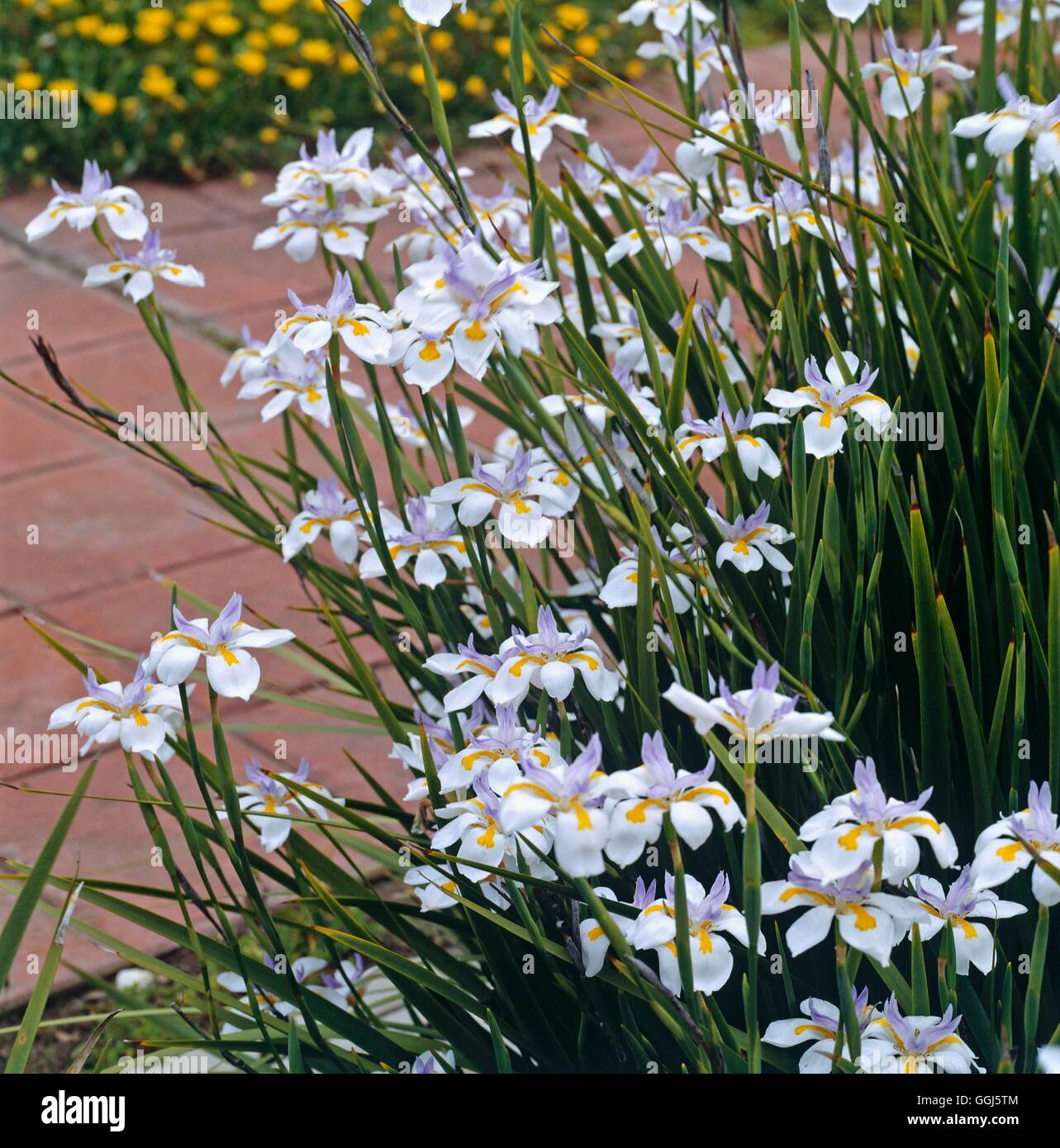 Dietes grandiflora BUL106239 Stock Photo - Alamy