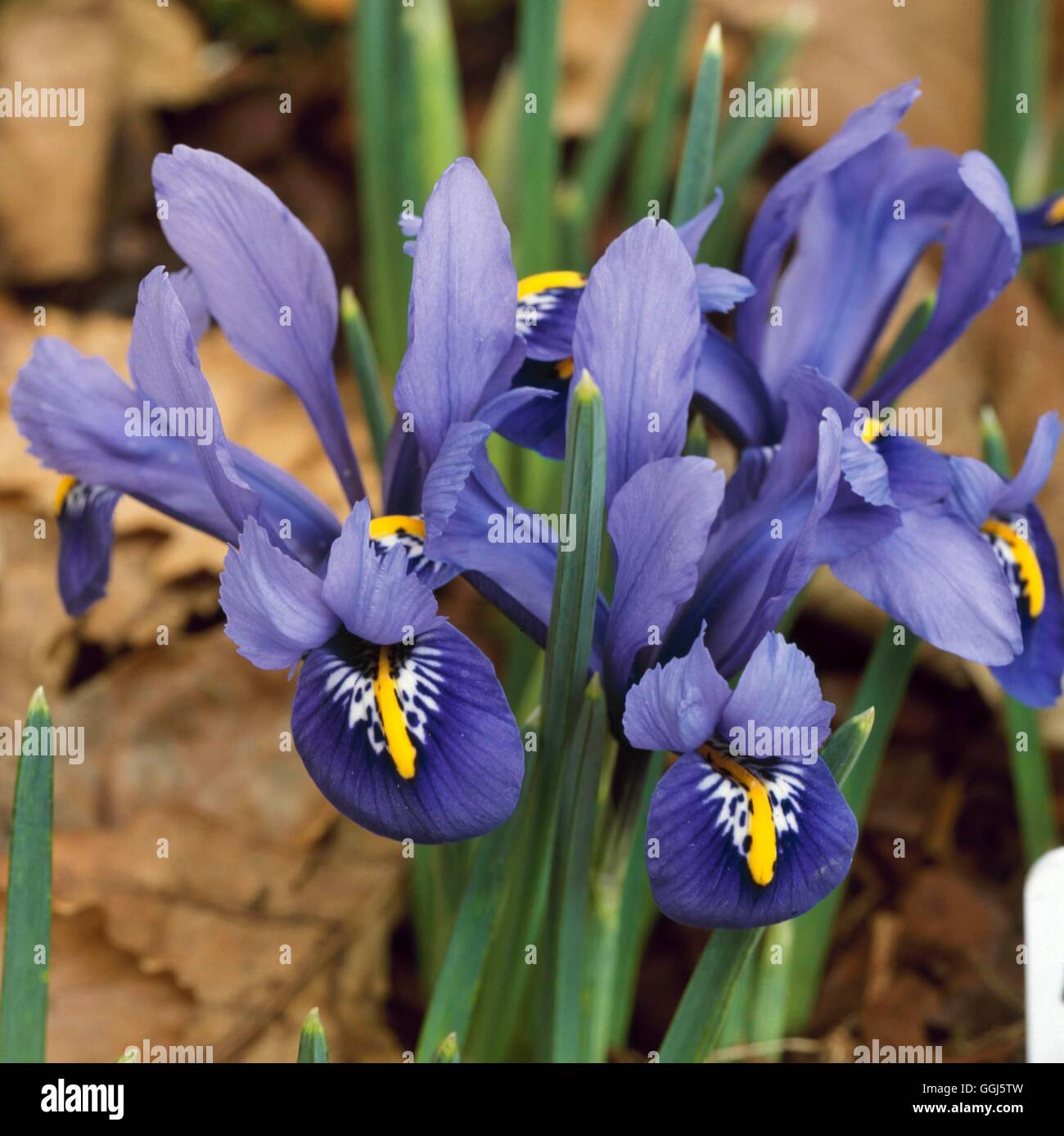 Iris - `Joyce' - - (Reticulata) BUL107404 Stock Photo - Alamy
