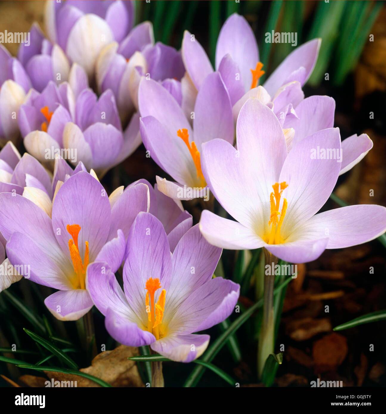 Etruscus crocus hi-res stock photography and images - Alamy