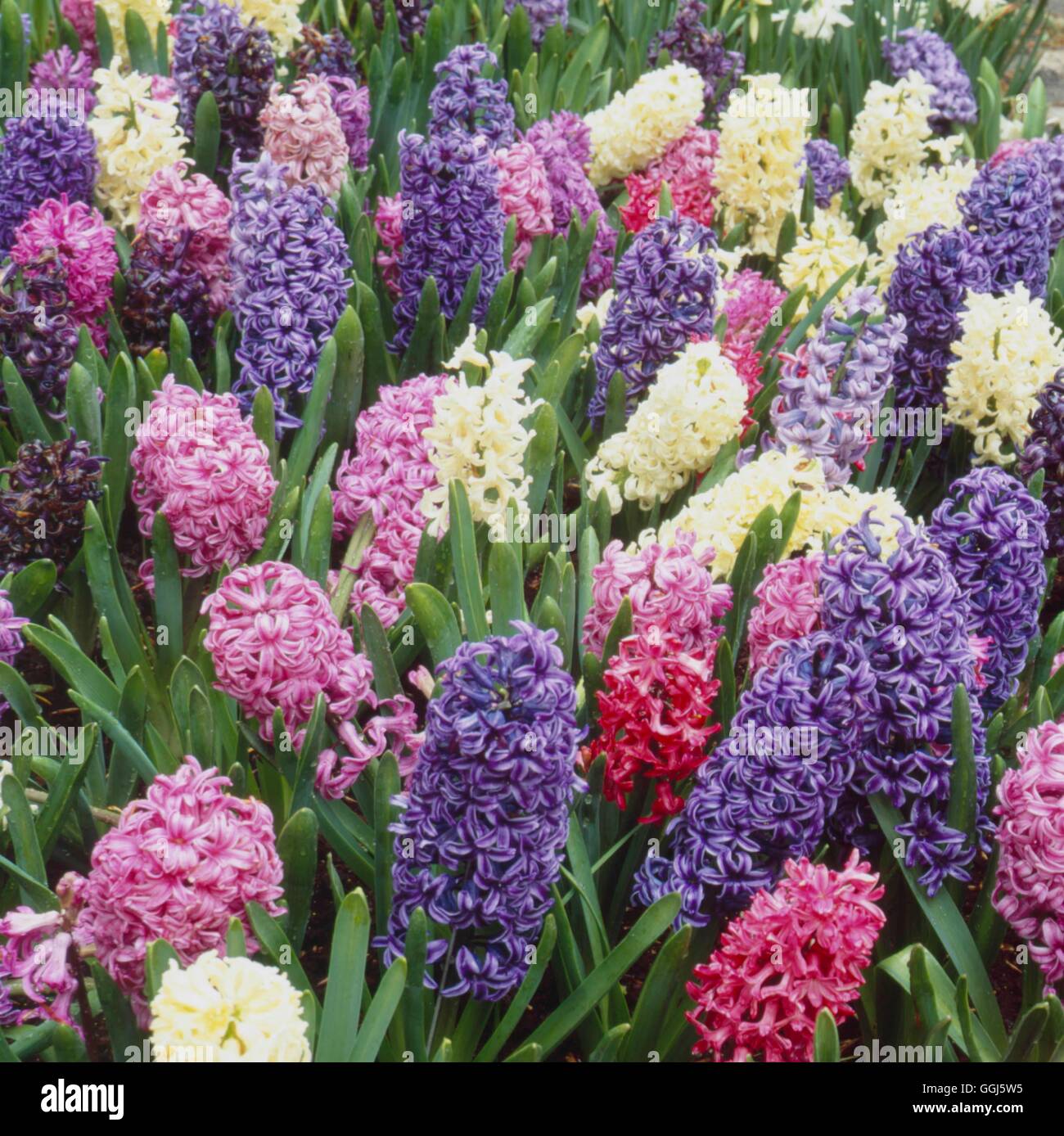 Hyacinthus orientalis - mixed BUL107523 Stock Photo - Alamy
