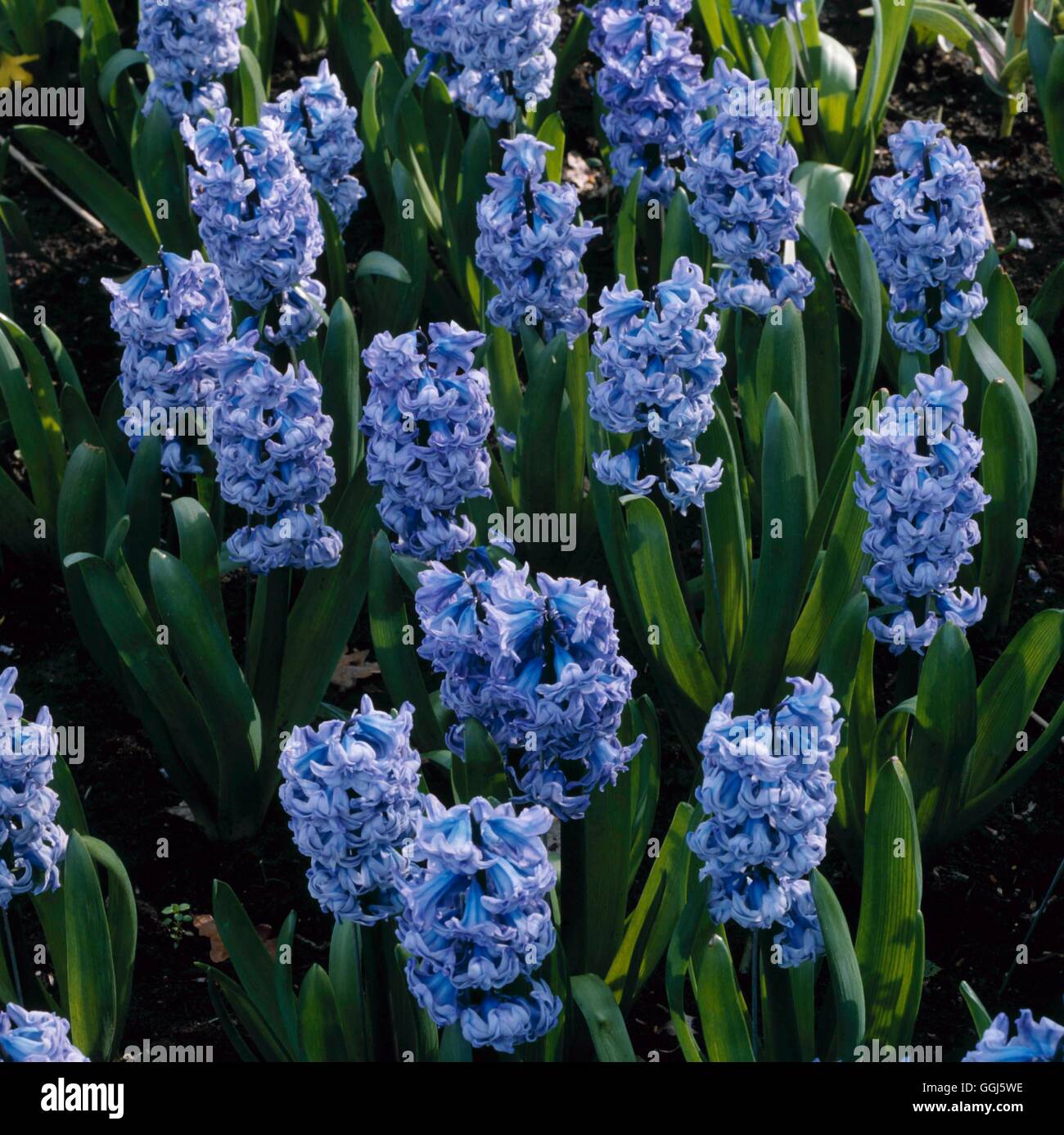 Generalkohler hi-res stock photography and images - Alamy