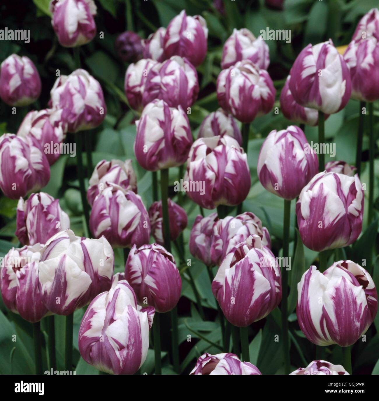 Tulipa - 'Zurel' BUL107922 Stock Photo - Alamy
