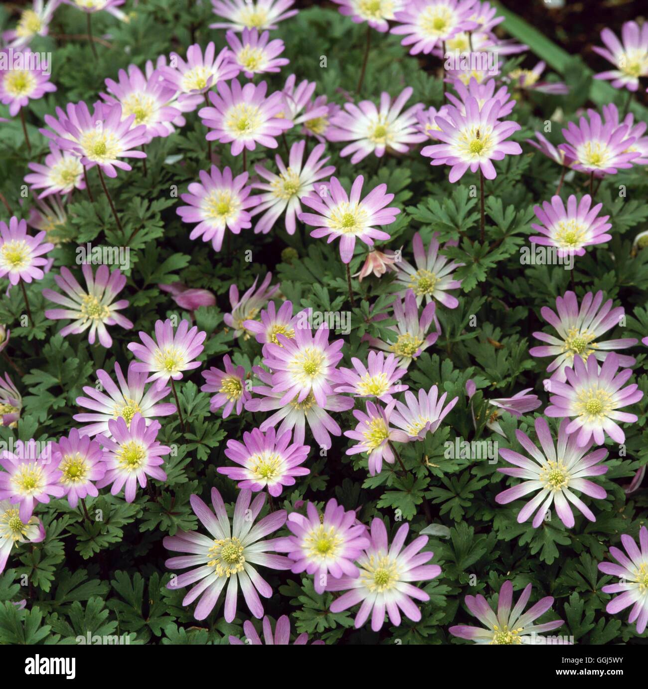 Anemone charmer hi-res stock photography and images - Alamy
