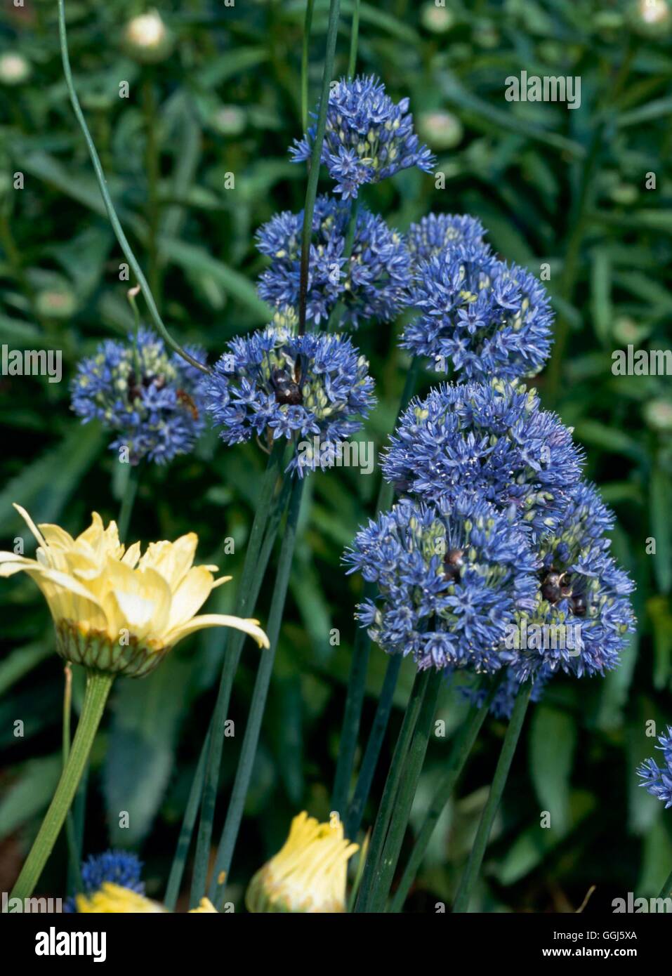 Allium blue hi-res stock photography and images - Alamy