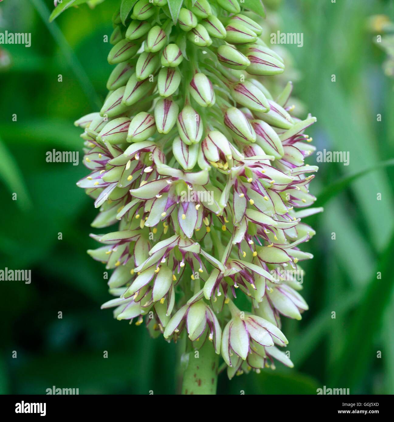 Eucomis bicolor AGM BUL108470 Stock Photo - Alamy