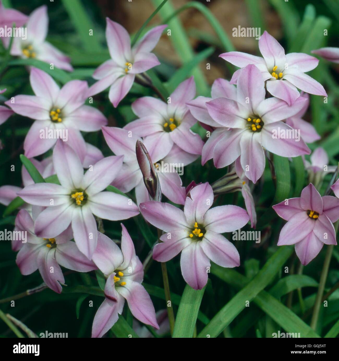 Pink ipheion hi-res stock photography and images - Alamy