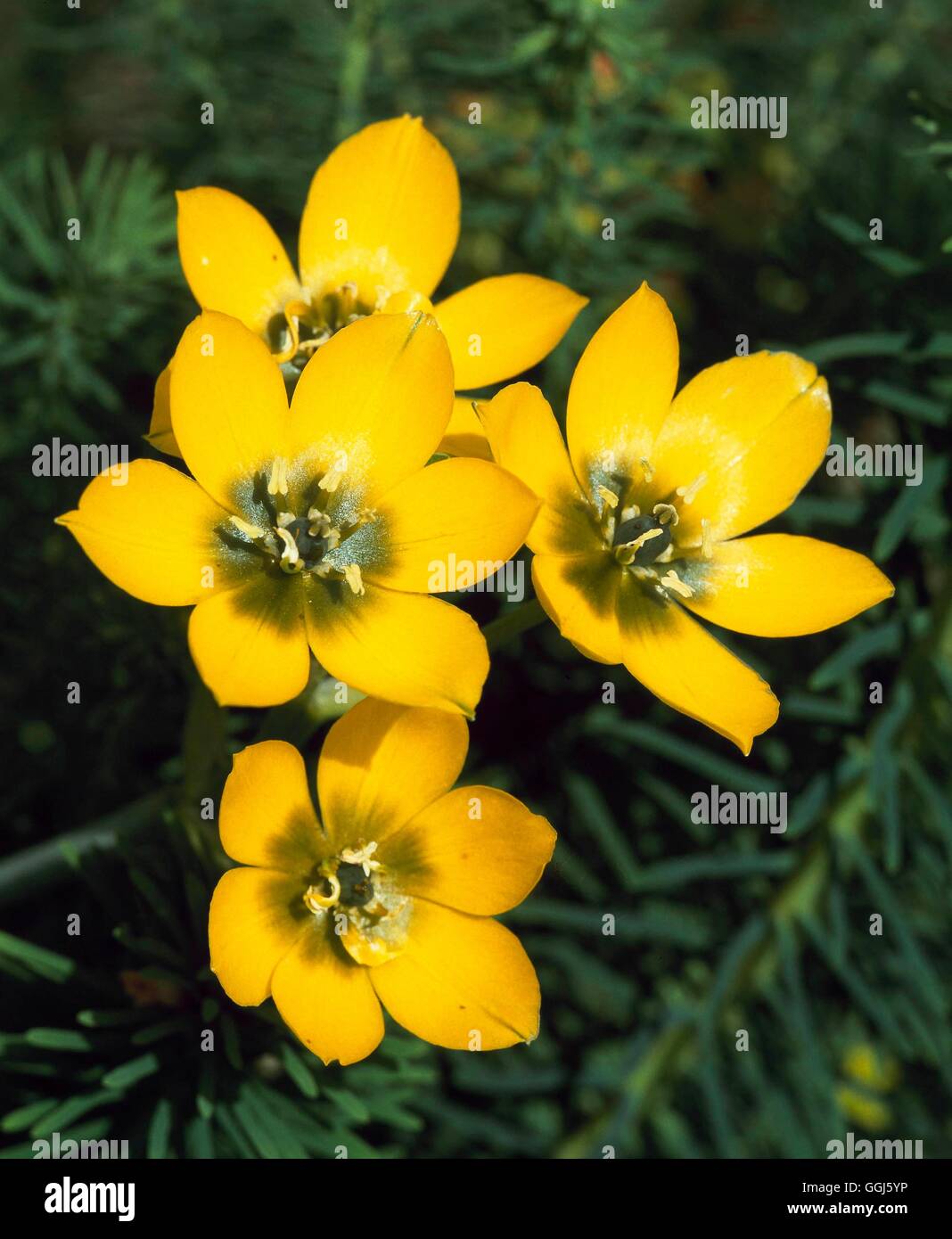 Ornithegalumdubium hi-res stock photography and images - Alamy