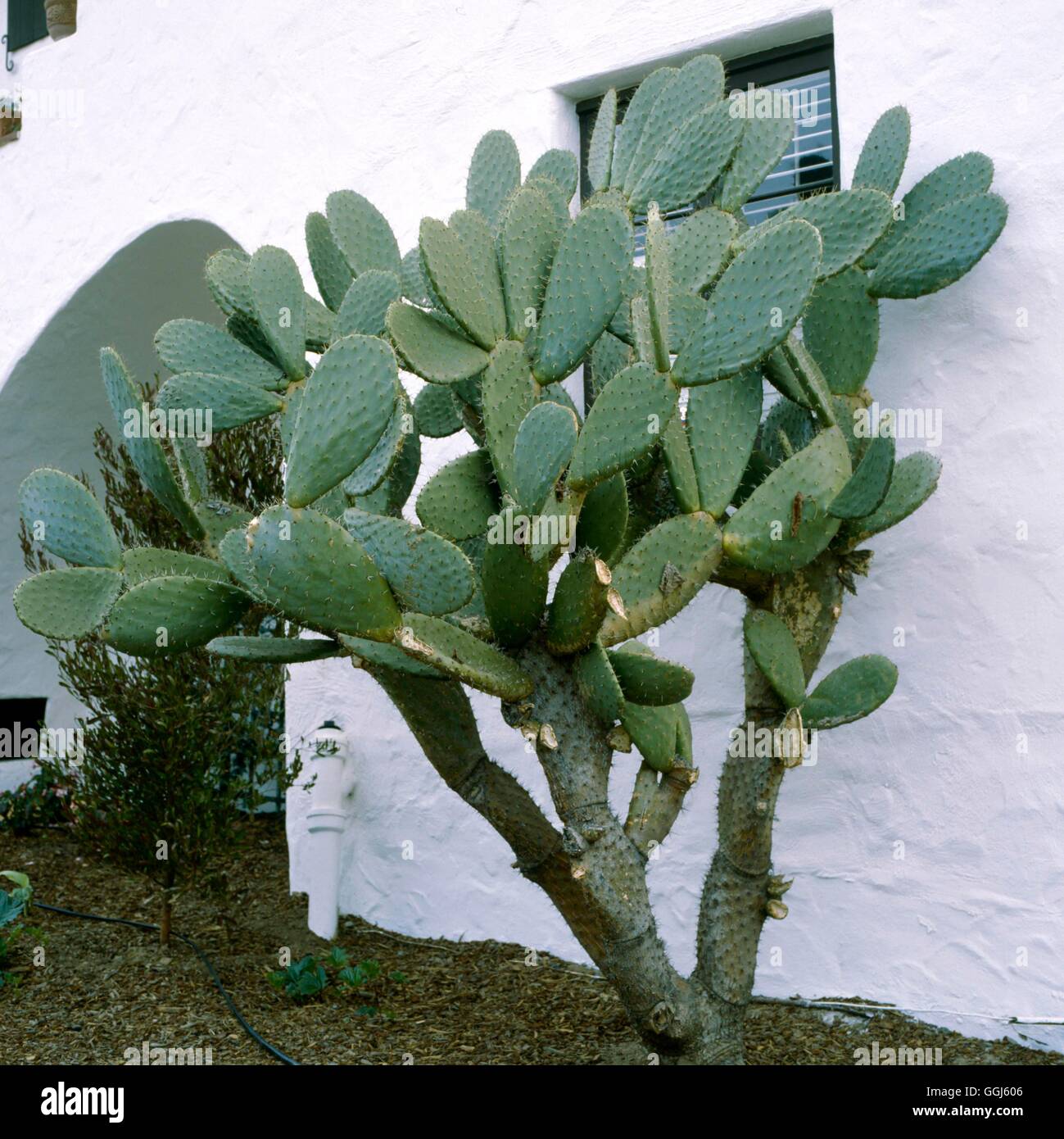 Opuntiaficus indica hi-res stock photography and images - Alamy