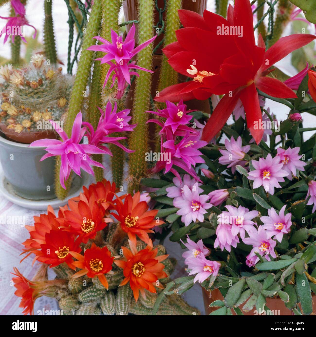 Cacti Mixed - Flowering - Aporocactus Epiphyllum Rhipsalidopsis ...