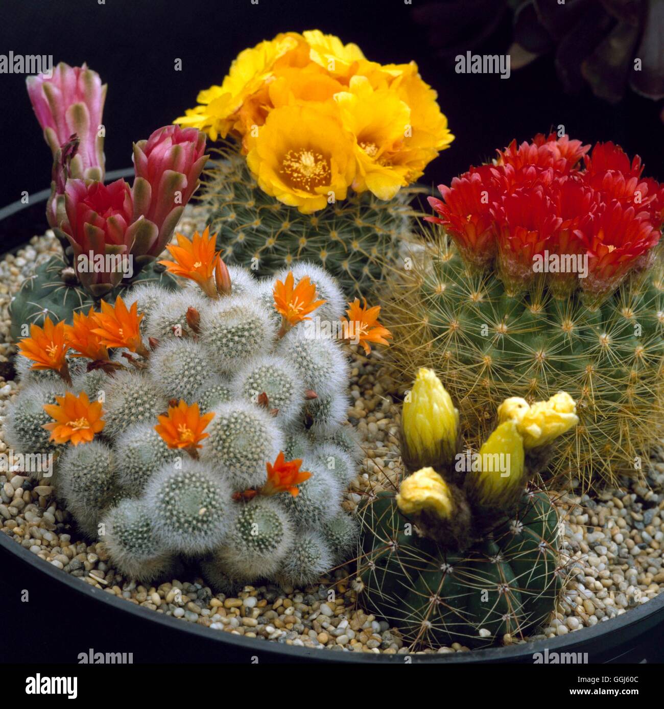 Cacti - mixed collection CAC050598 Stock Photo - Alamy