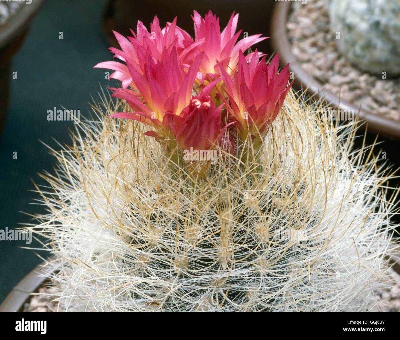 Neoporteria hi-res stock photography and images - Alamy