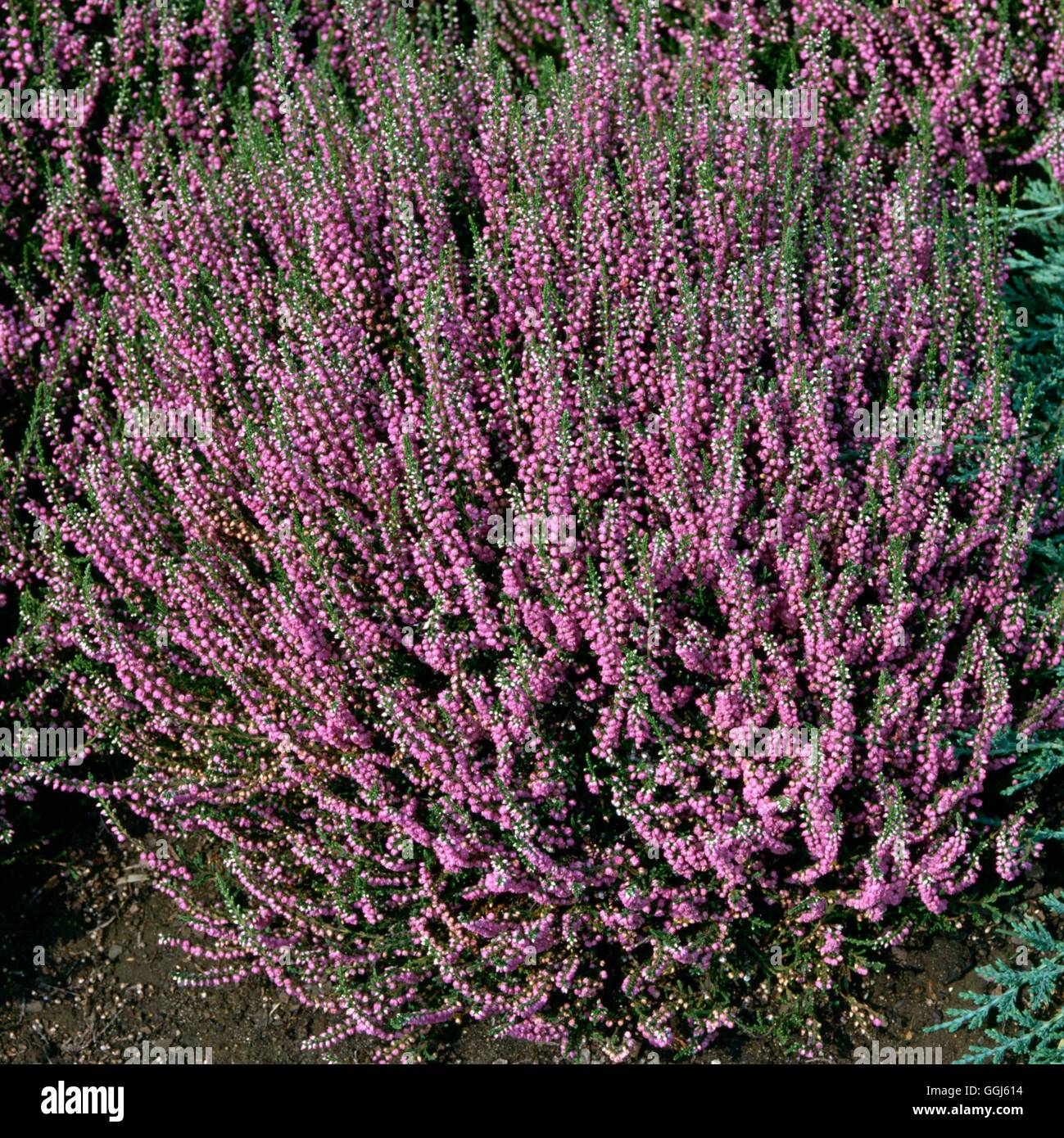 Calluna vulgaris tib hi-res stock photography and images - Alamy