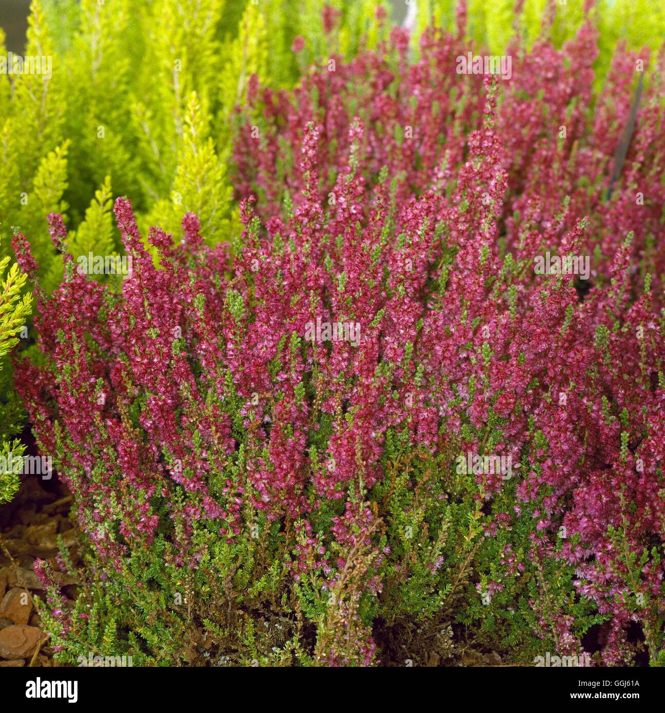 Calluna vulgaris - `Dark Beauty' AGM CAL058890 Stock Photo - Alamy