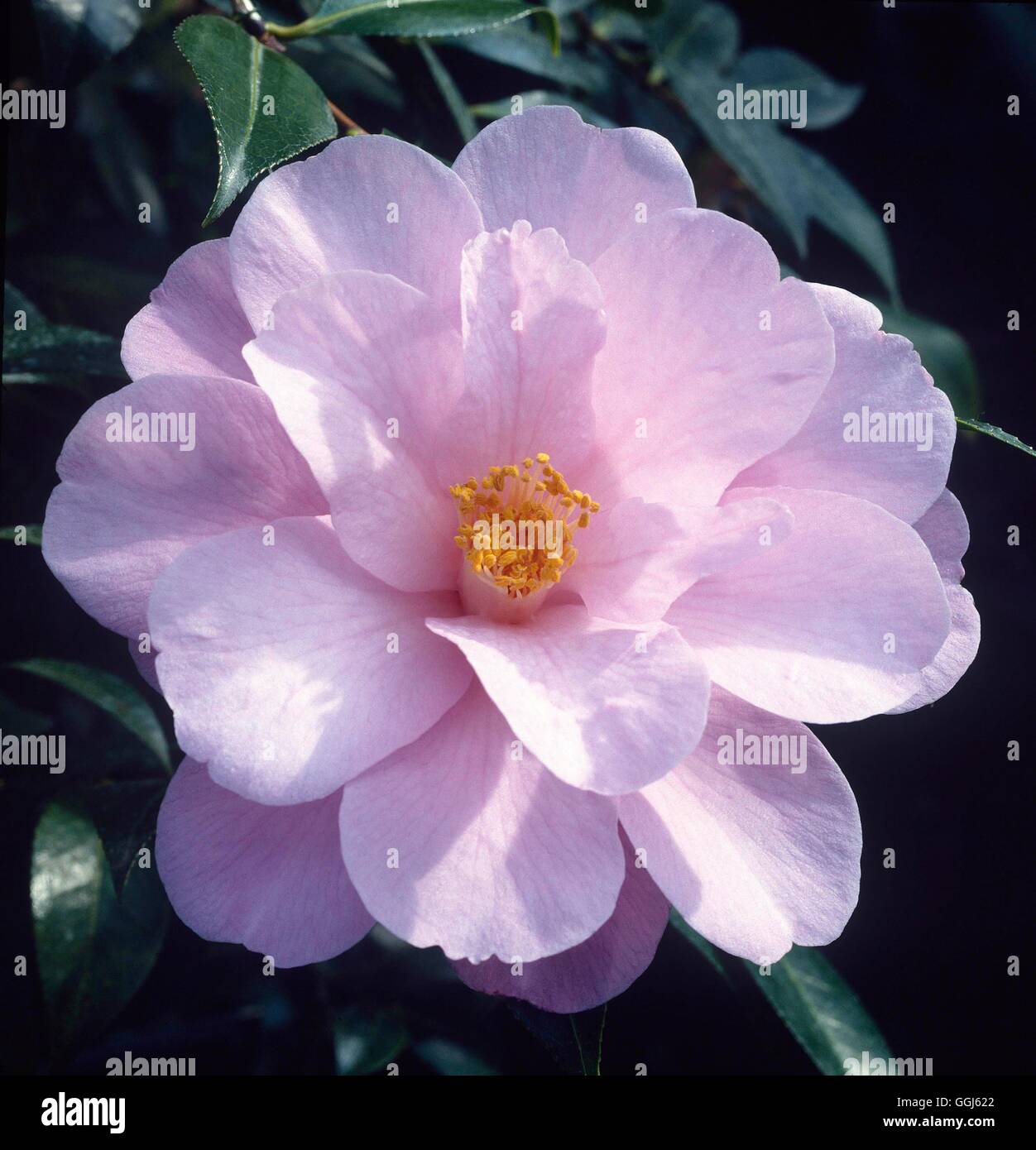 Cam020523 hi-res stock photography and images - Alamy