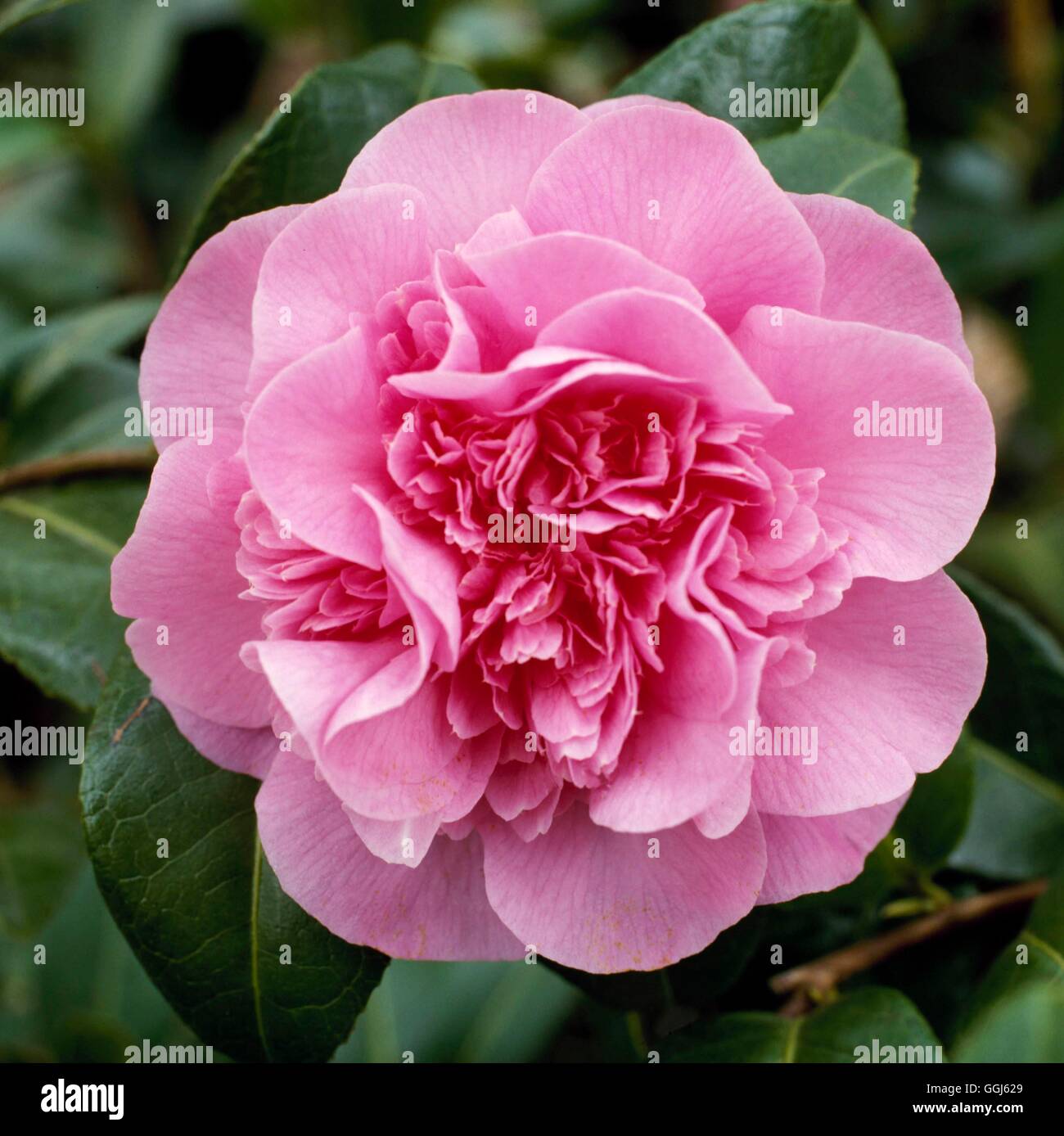 Camellia williamsii debbie hi-res stock photography and images - Alamy