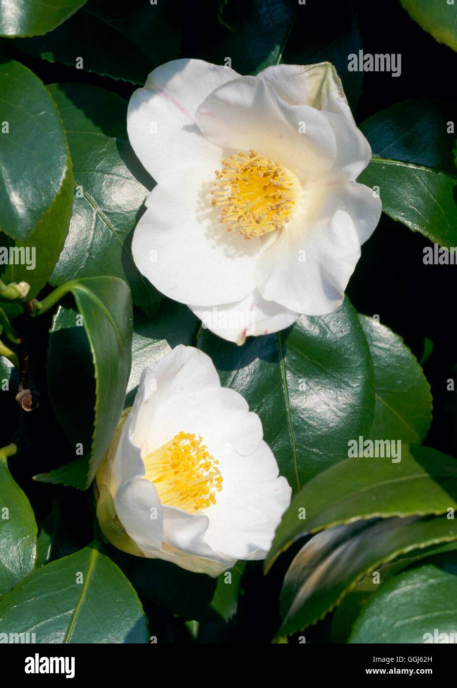 Camellia alba simplex hi-res stock photography and images - Alamy