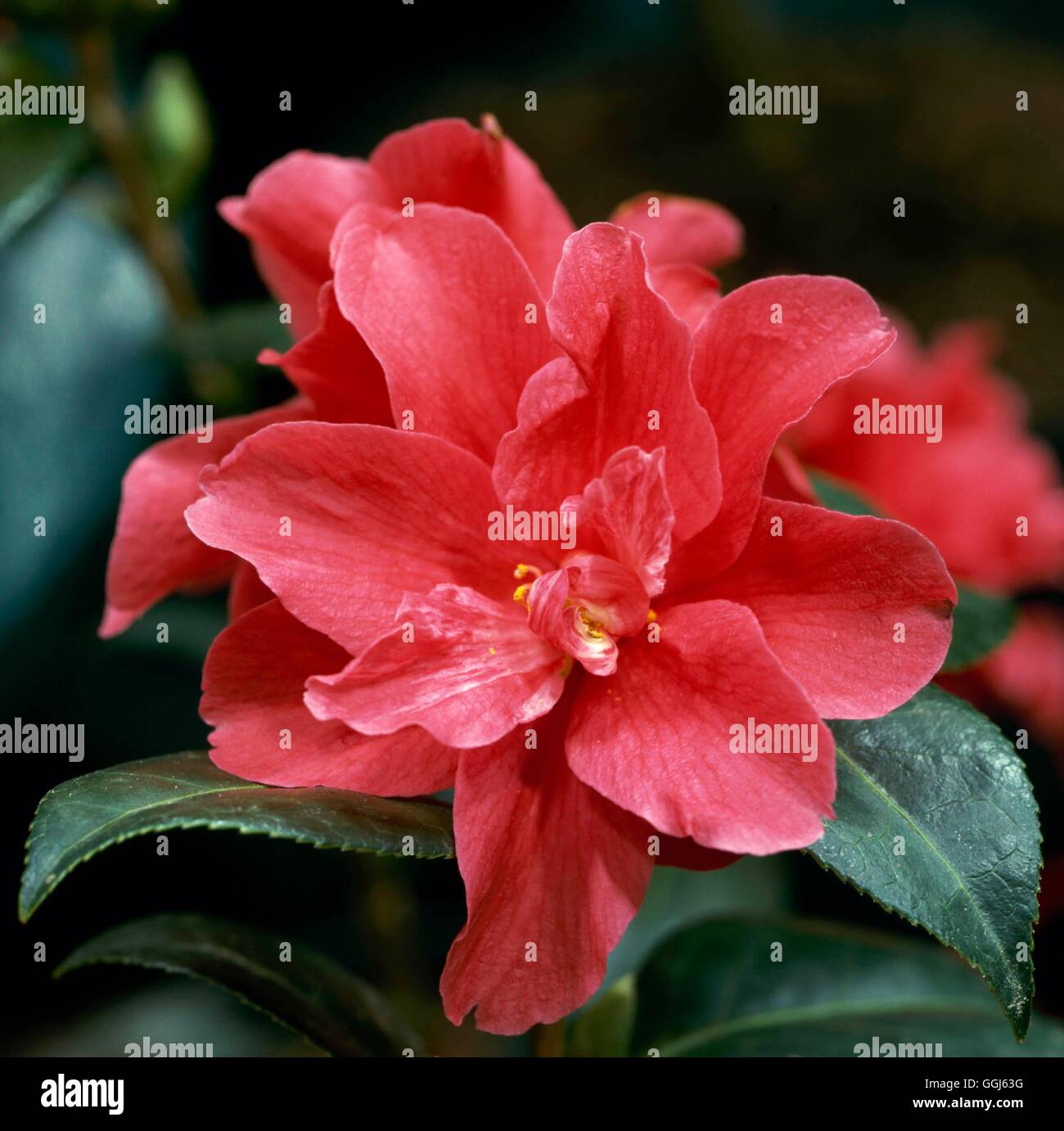 Camellia freedom bell hi-res stock photography and images - Alamy