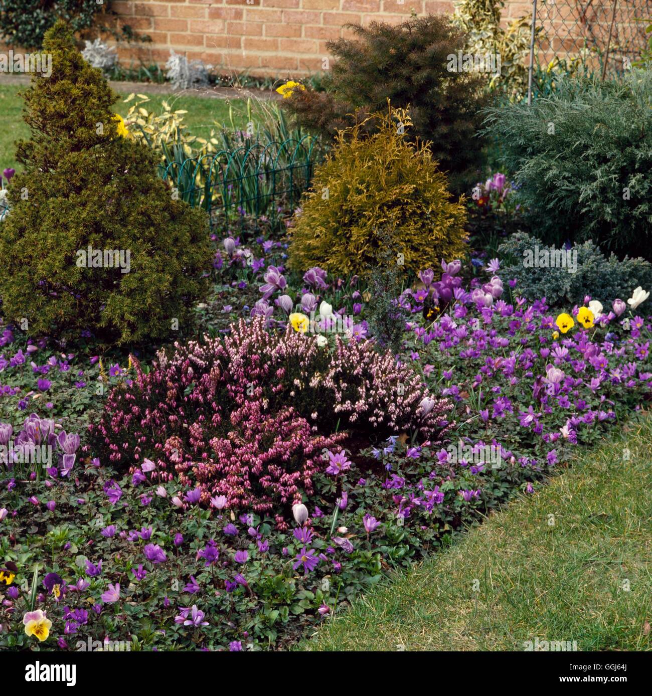 Conifer and Heather Garden - underplanted with Anemone blanda and other ...
