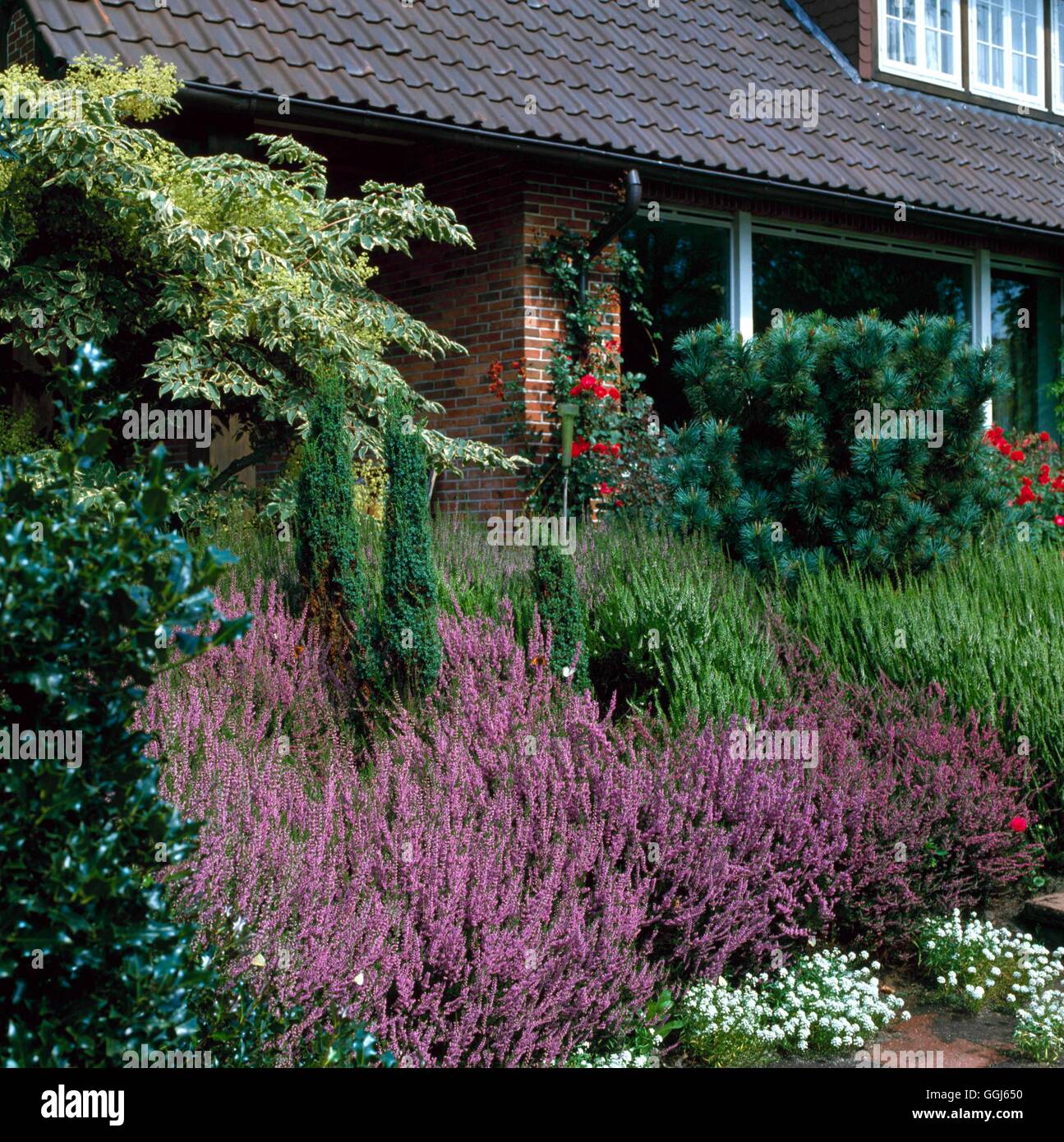 Conifer and Heather Garden - in Summer CHG035048 Stock Photo - Alamy